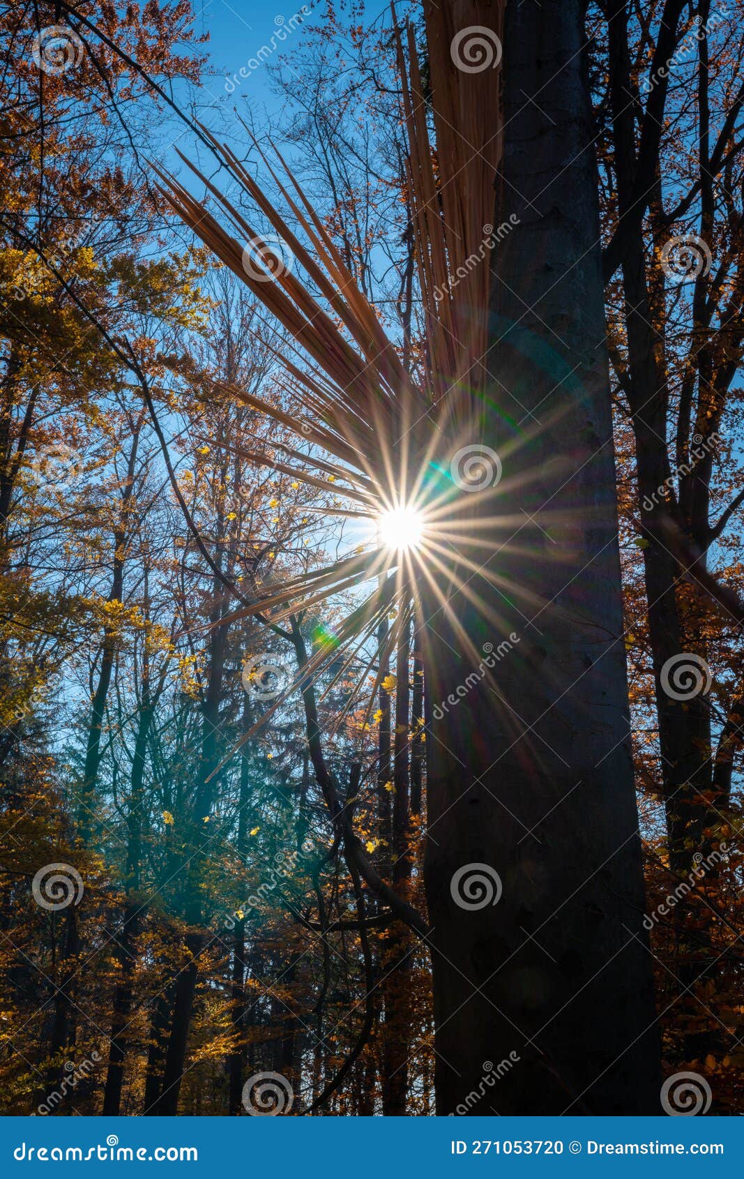 Rays of the Sun Breaking through the Tree Stock Photo - Image of ...
