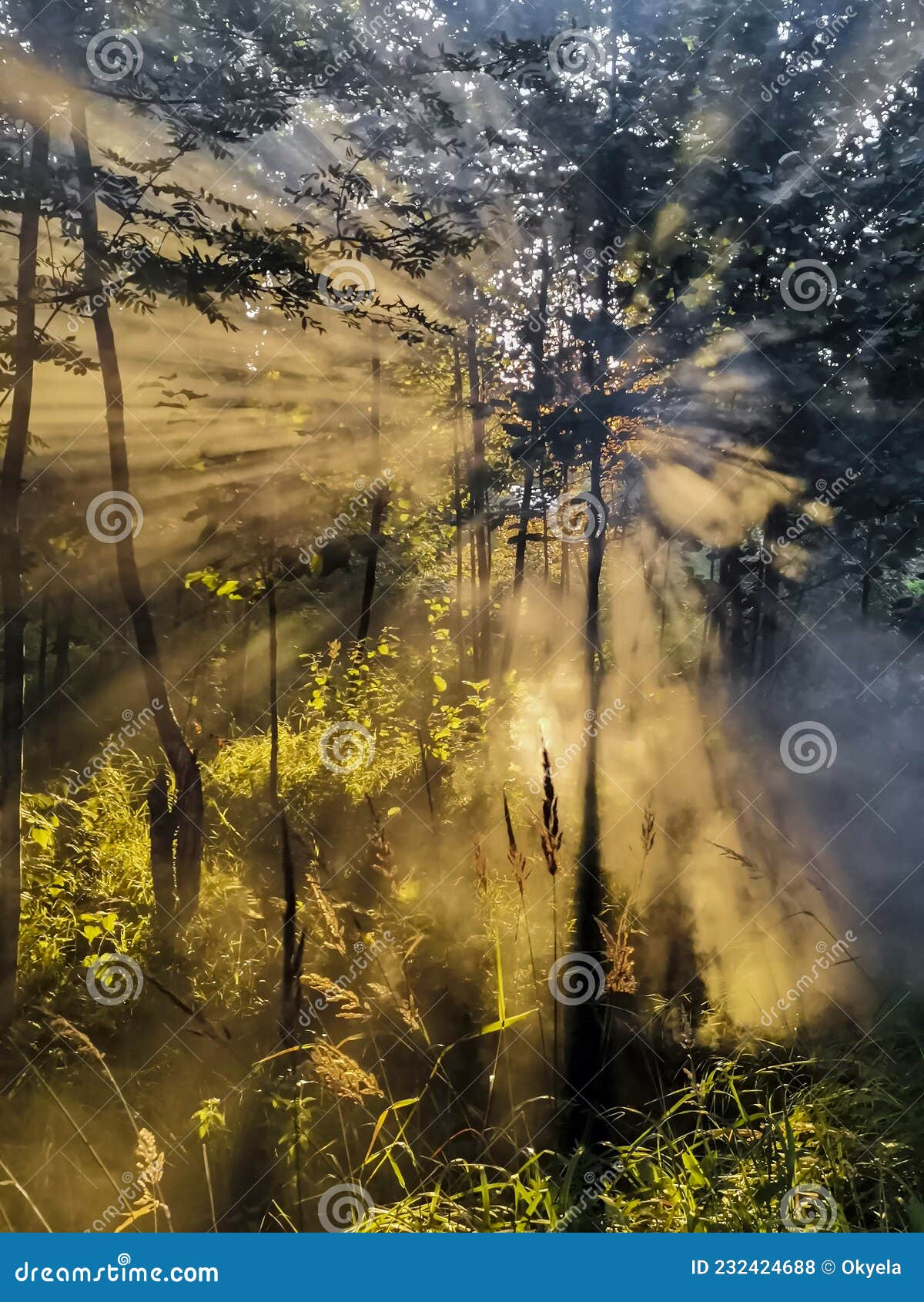 Rays of the Sun in a Burning Forest Make Their Way through the Smoke of ...