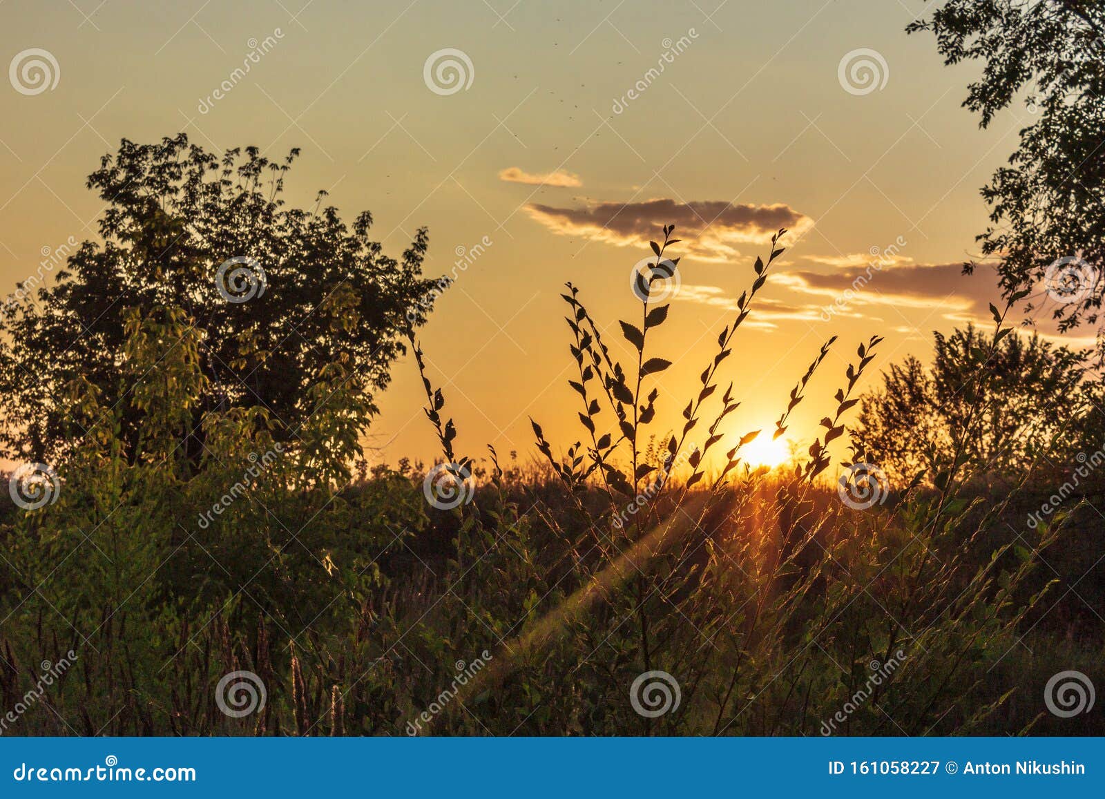 Rays of the Sun through the Bush Stock Image - Image of palm, closeup ...