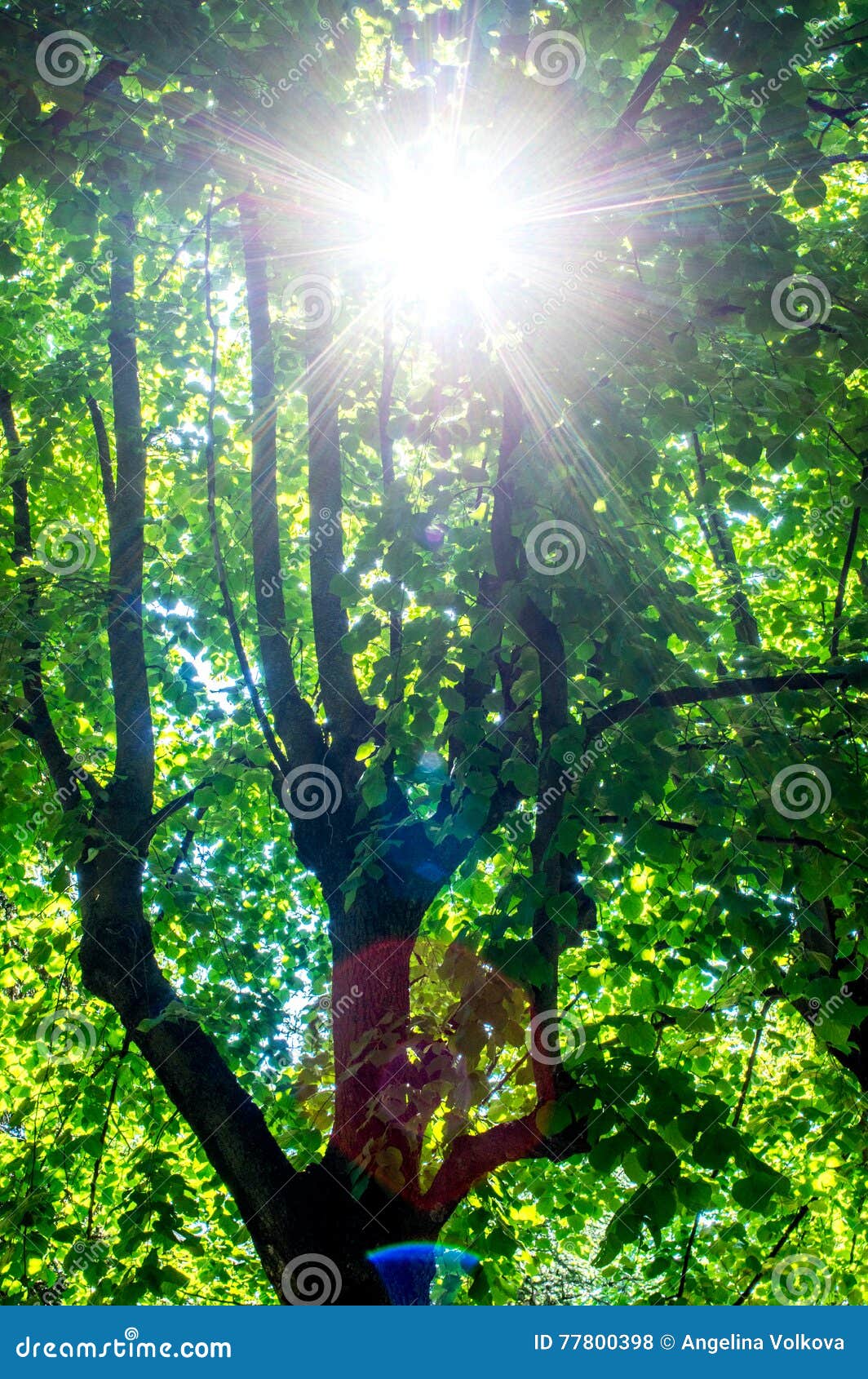 Rays of Sun Coming through the Tree Branches Stock Photo - Image of ...