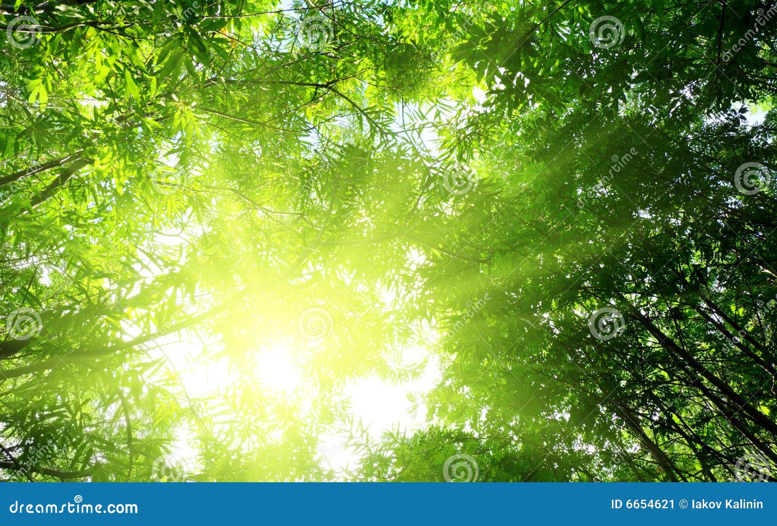 Rays of sun in deep forest stock image. Image of park - 6654621
