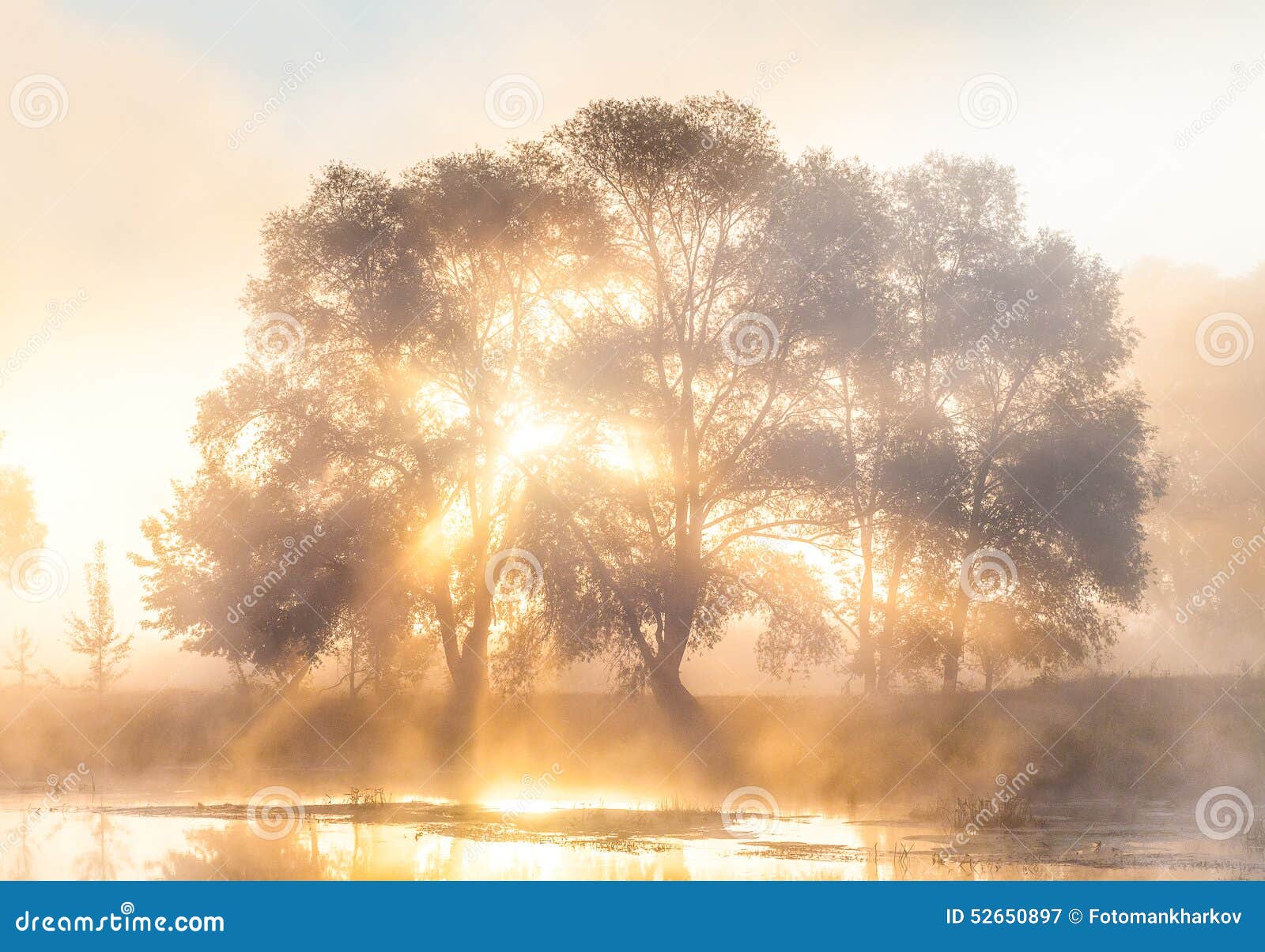 The Rays of Sun through a Fog and Tree S Stock Image - Image of lush ...