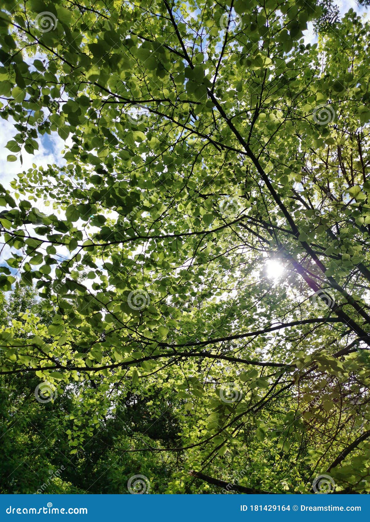 Rays of the Sun through the Foliage of Trees Stock Photo - Image of ...