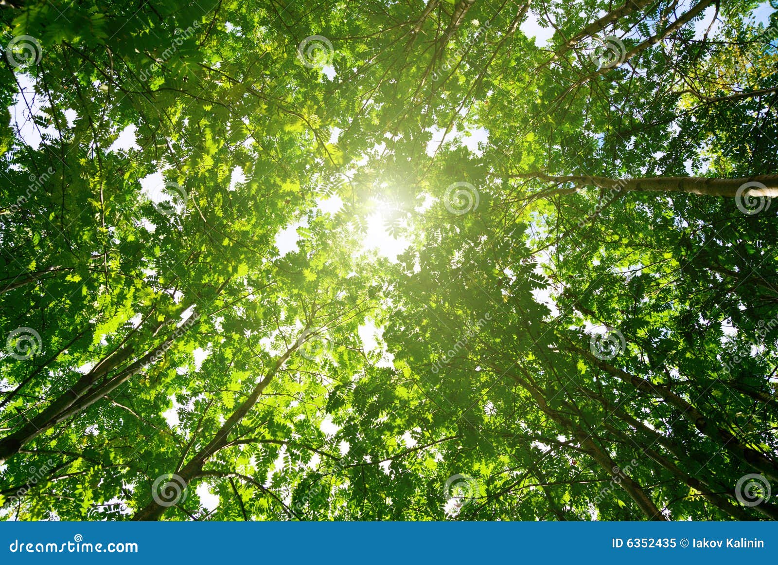 Rays of sun in forest stock image. Image of green, nature - 6352435