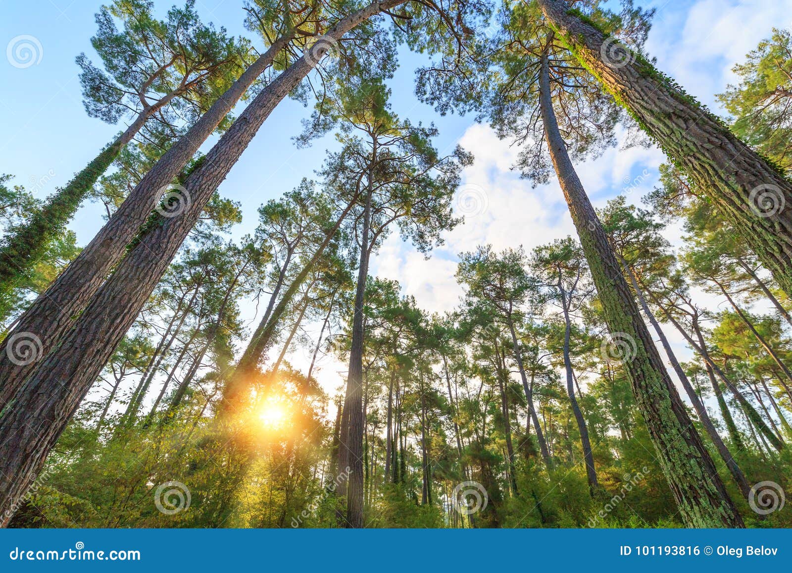 Rays of the Sun Make Their Way through the Trunks of Tall Pine Trees in ...