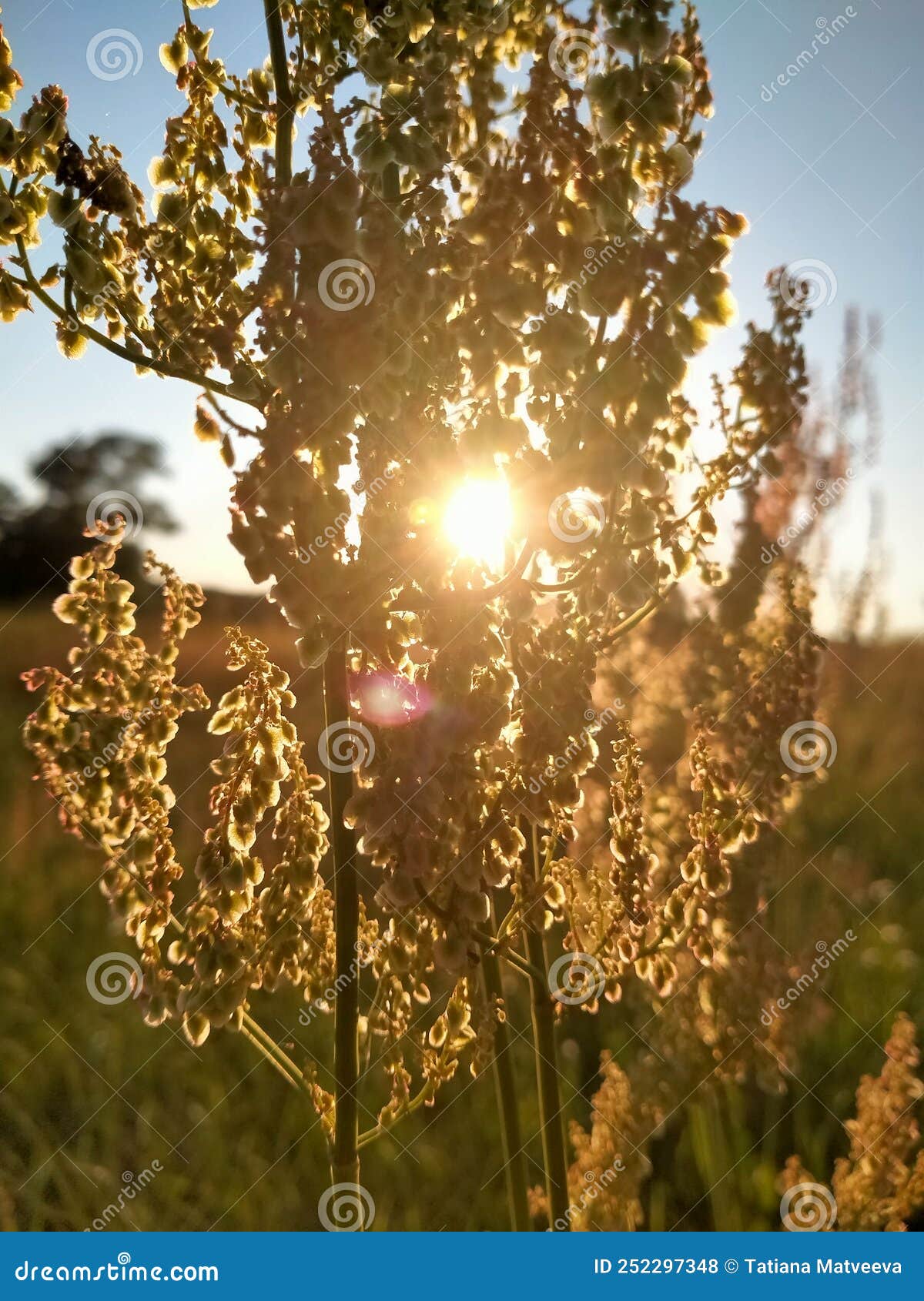 Sun rays through the plant stock photo. Image of night - 252297348