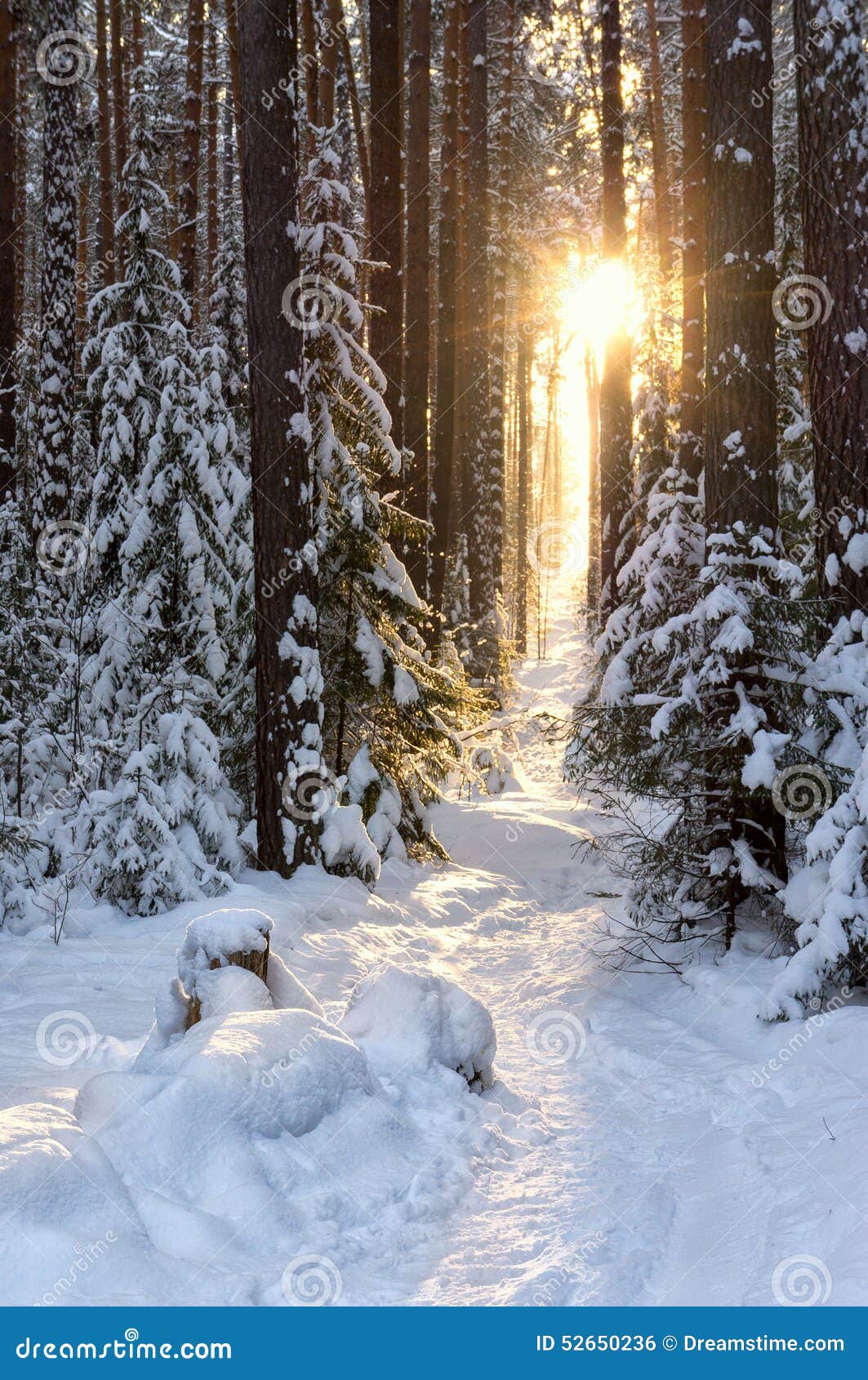 Quiet Winter Night In The Mountains After The Snowstorm Royalty-Free ...