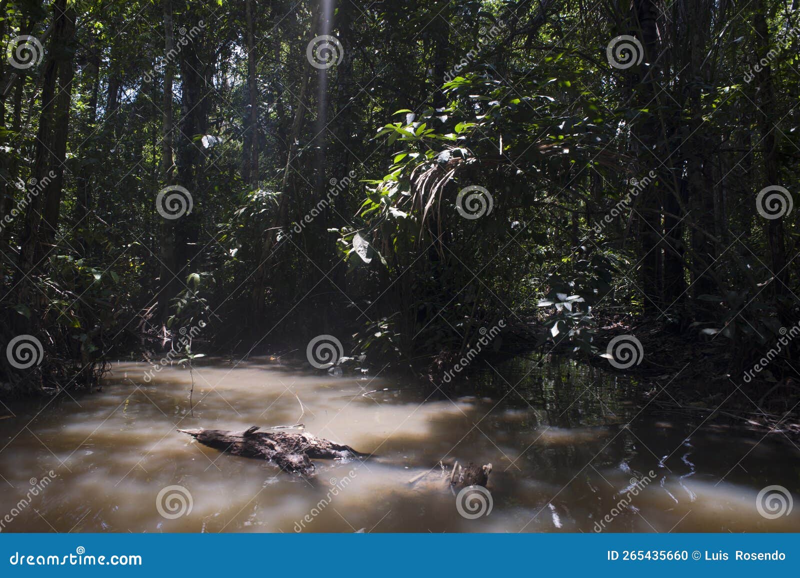 Rays of Sun Slip through the Deep Vegetation To Get To this Centenary ...