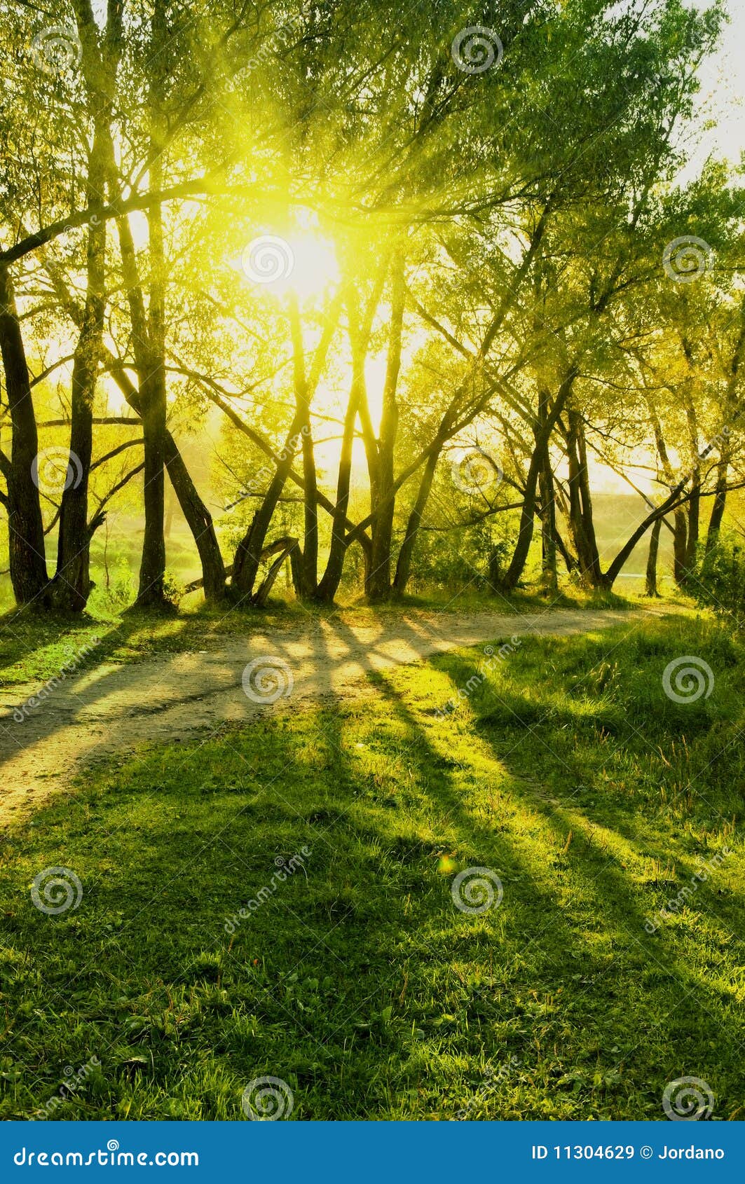 Rays of Sun in Summer Forest Stock Image - Image of park, bright: 11304629