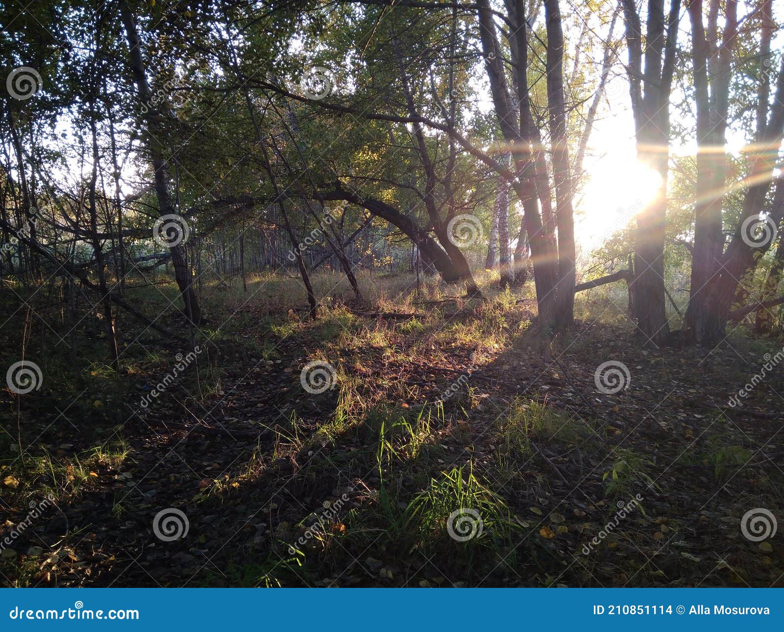 The Rays of the Sun at Sunset Shine through the Trees in the Forest in ...