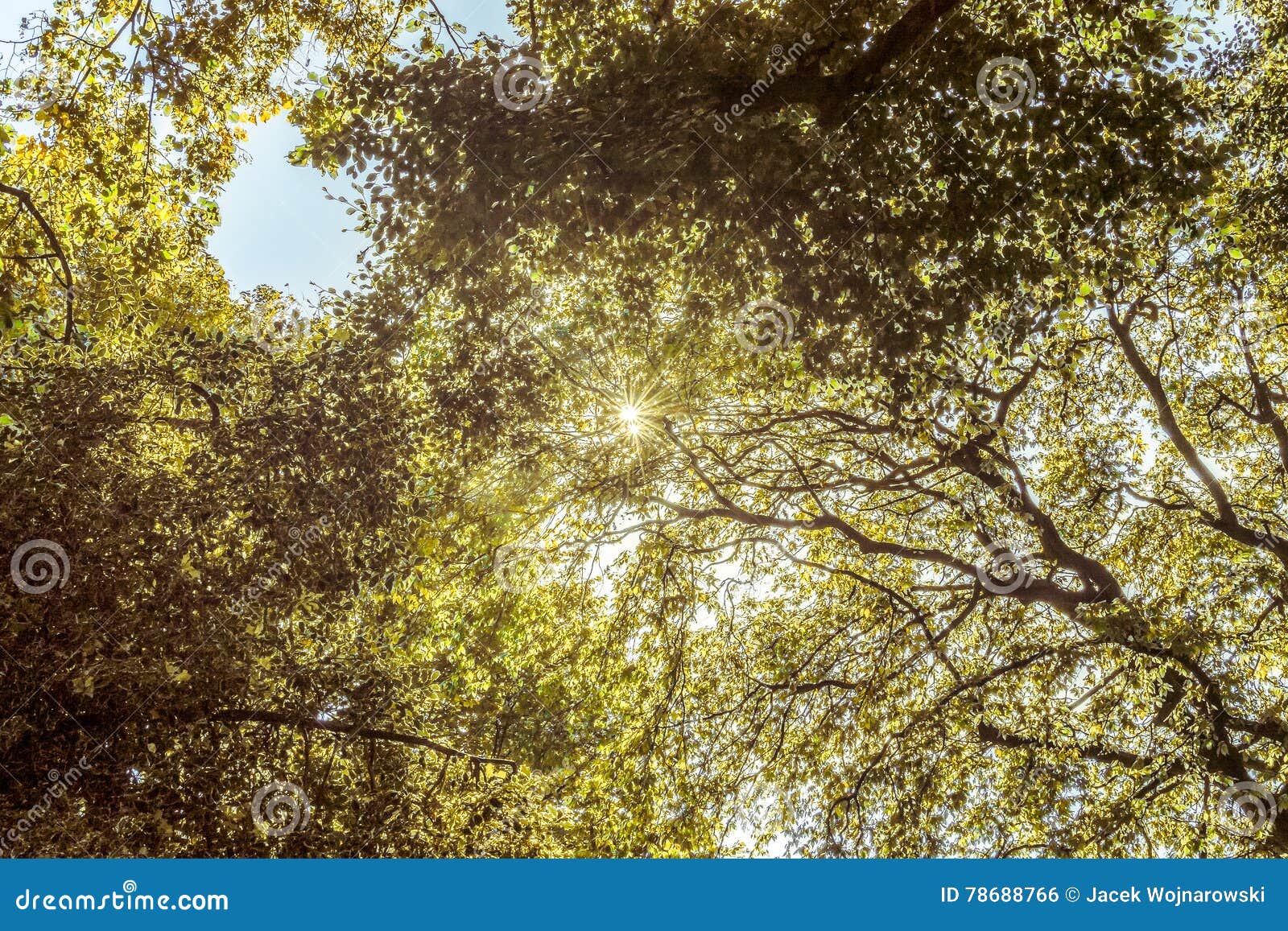 Rays of Sun through Tree Canopy Stock Photo - Image of outdoor, england ...