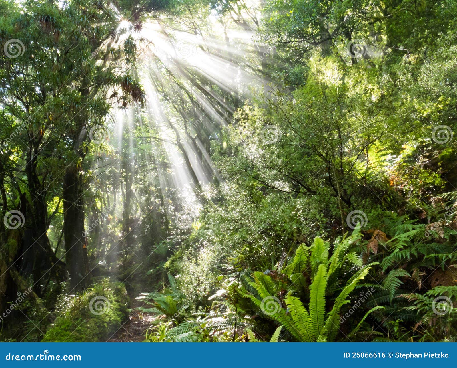 Rays of Sunlight Beam Trough Dense Tropical Jungle Stock Photo - Image ...