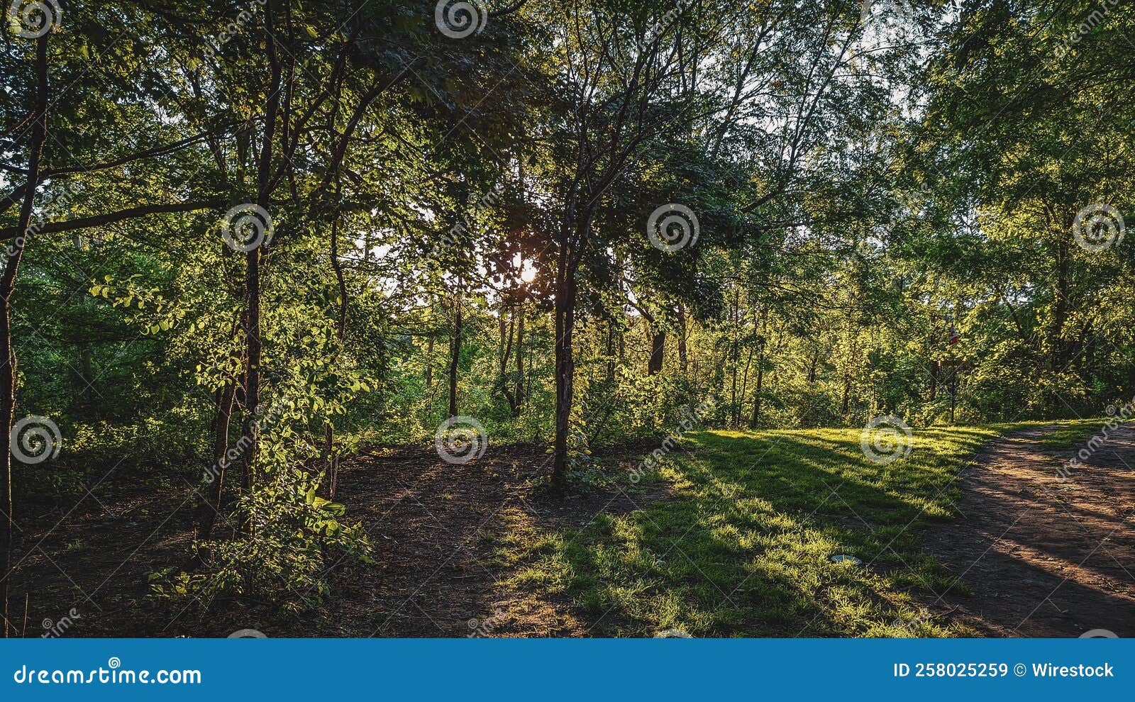 Rays of Sunlight Beaming Down through Trees during Sunset at Christie ...