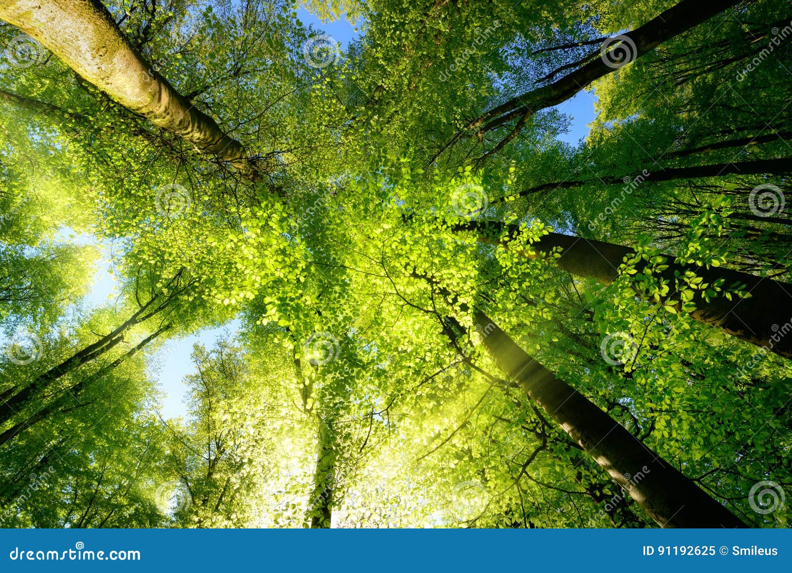 Rays of Sunlight Beautifully Illuminating Treetops Stock Image - Image ...