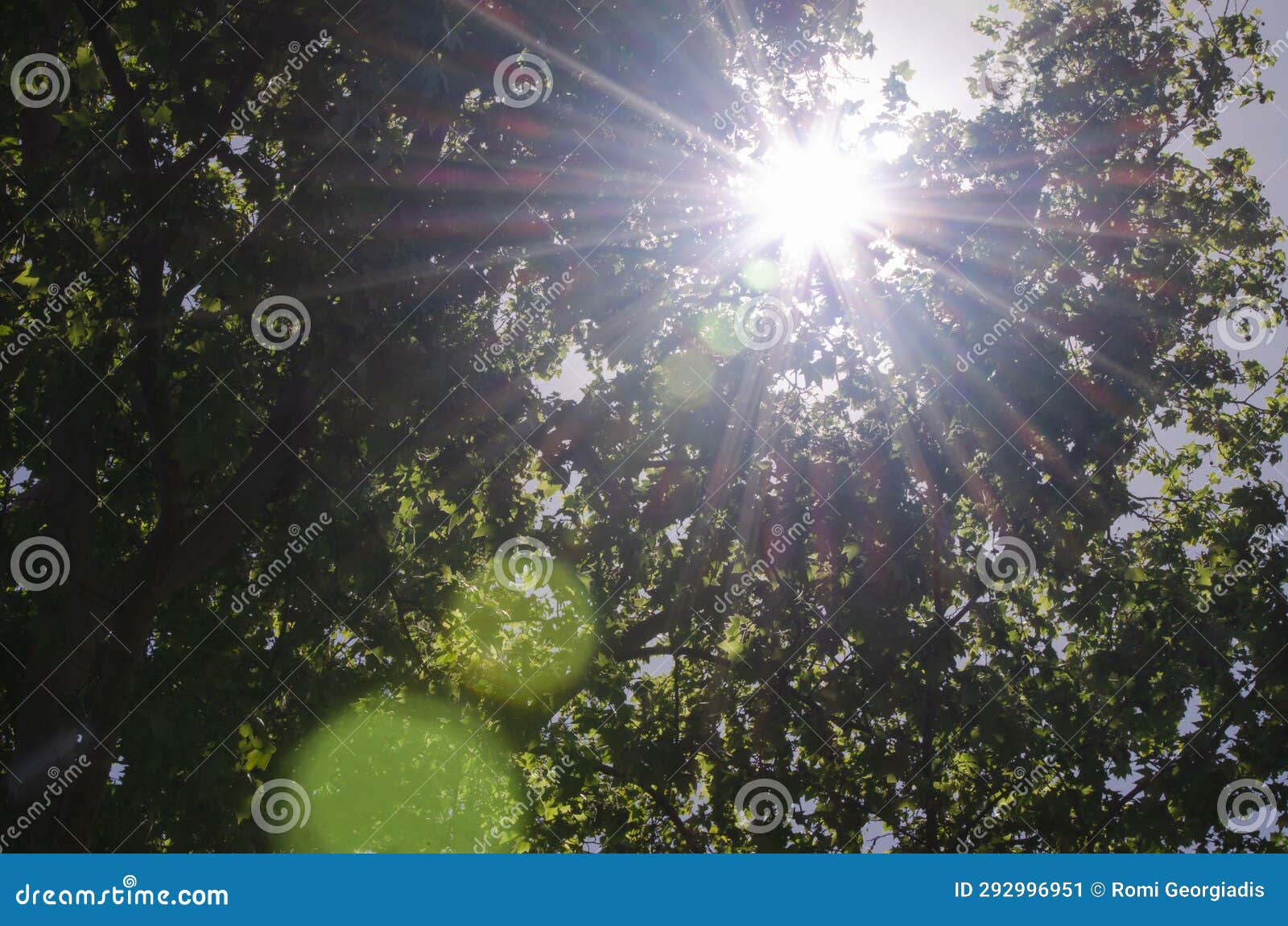 Rays of Sunlight through the Branches of a Leafy Tree Stock Image ...