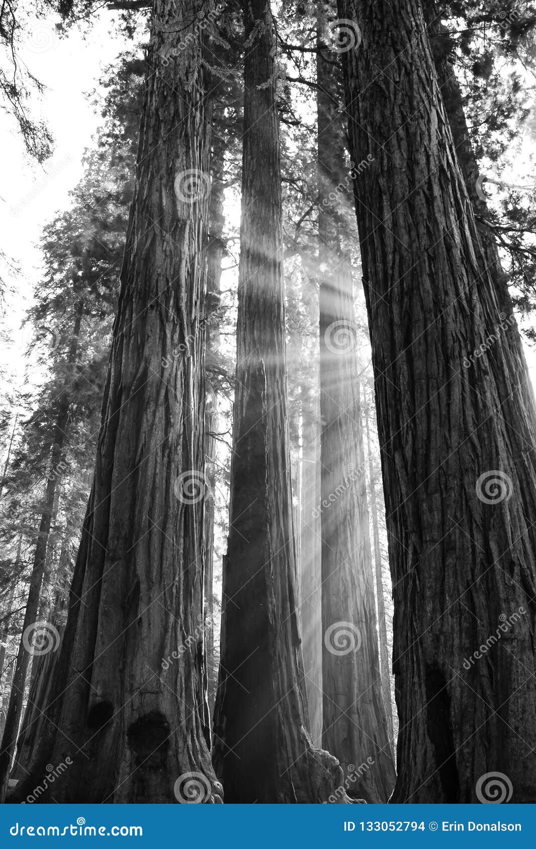 Sequoia White.Fine Image Of Natural Wood Texture Background ...