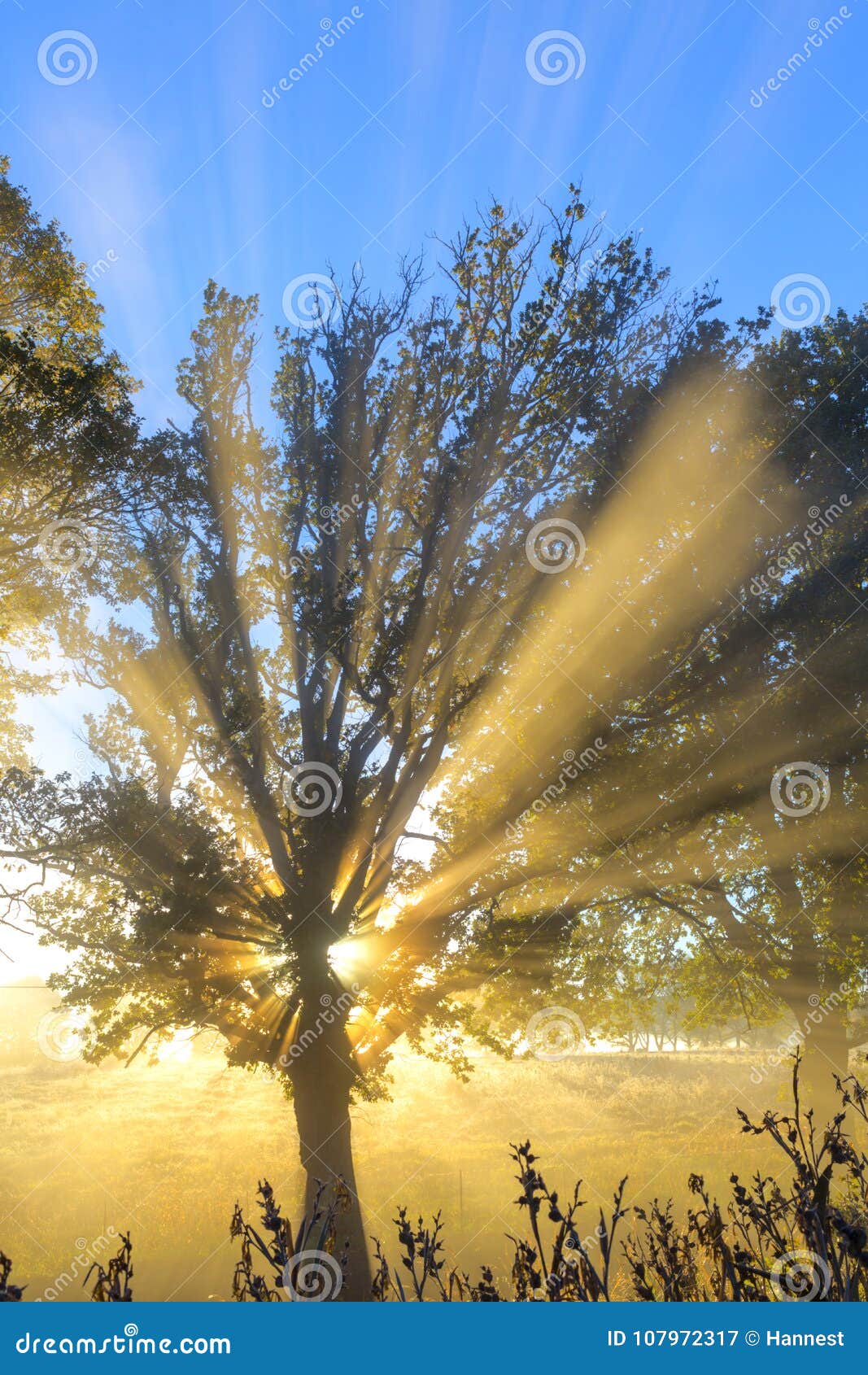 Rays of Sunlight in the Mist Stock Image - Image of blue, sunlight ...
