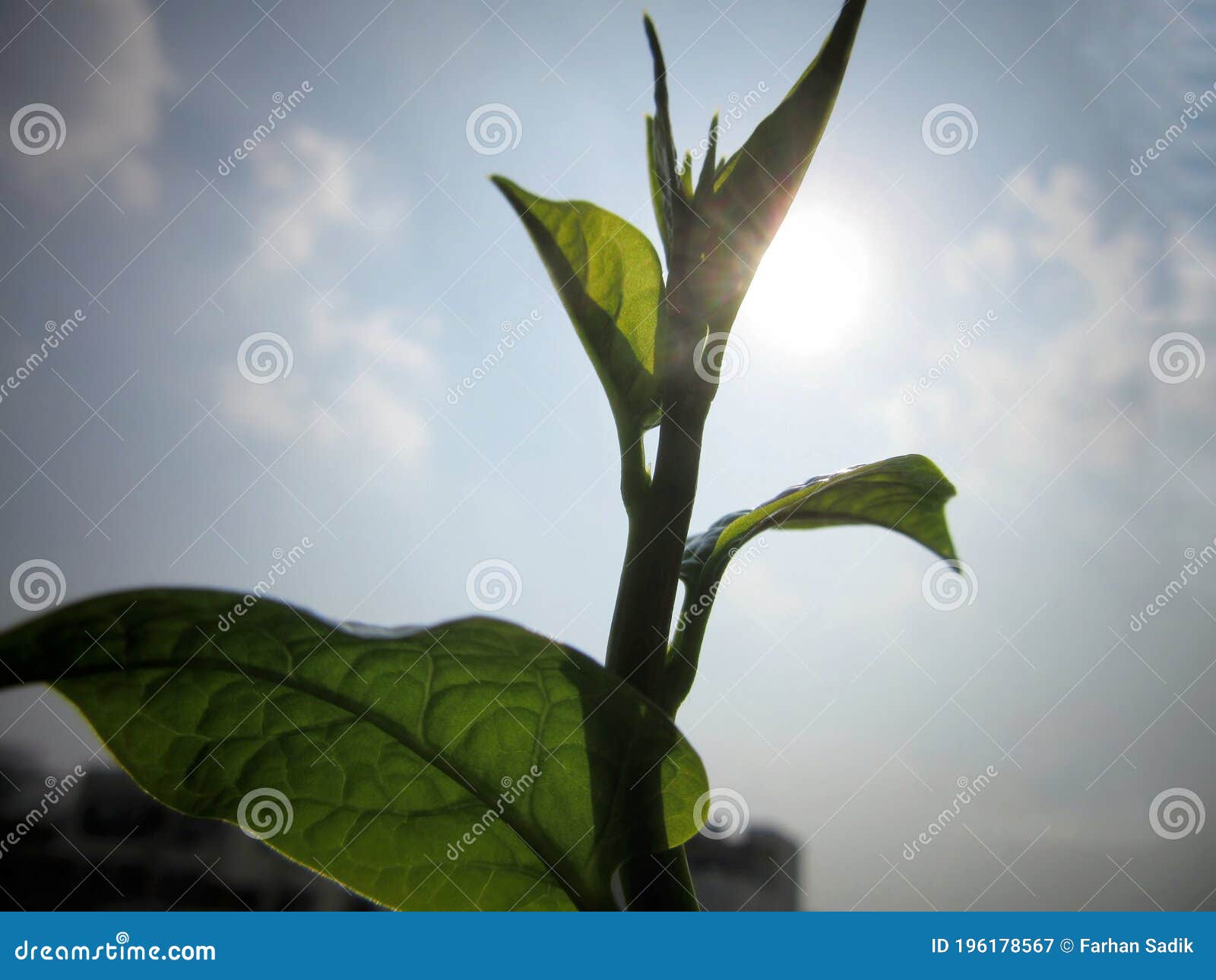 The Rays of Sunlight Overshadow Beauty of the Plant. Stock Image ...