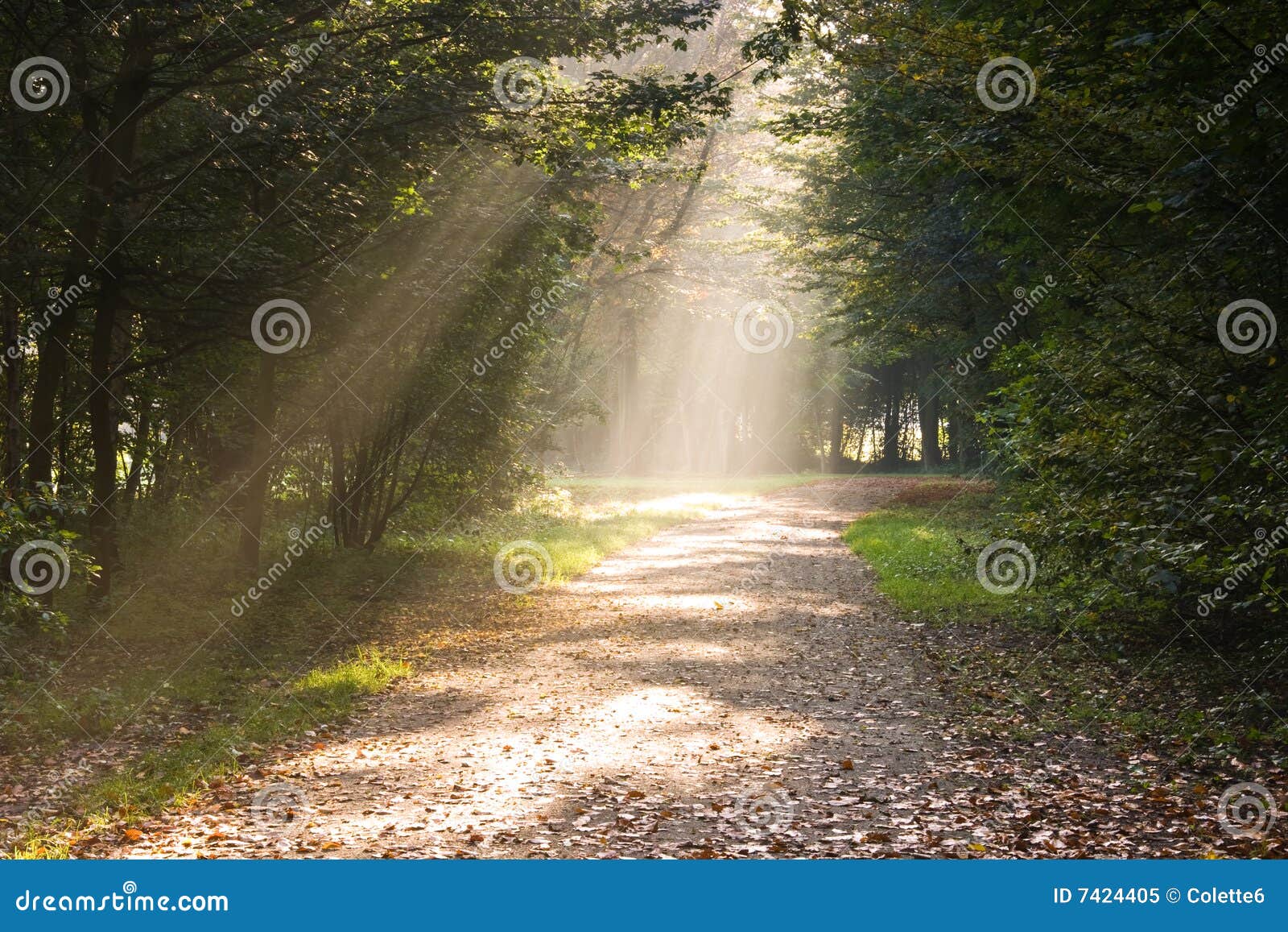 Rays of Sunlight on the Path Stock Image - Image of sunbeams, leaf: 7424405