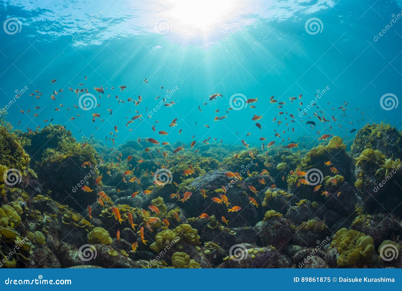 Rays of Sunlight Shining into Sea, Underwater View Stock Image - Image ...