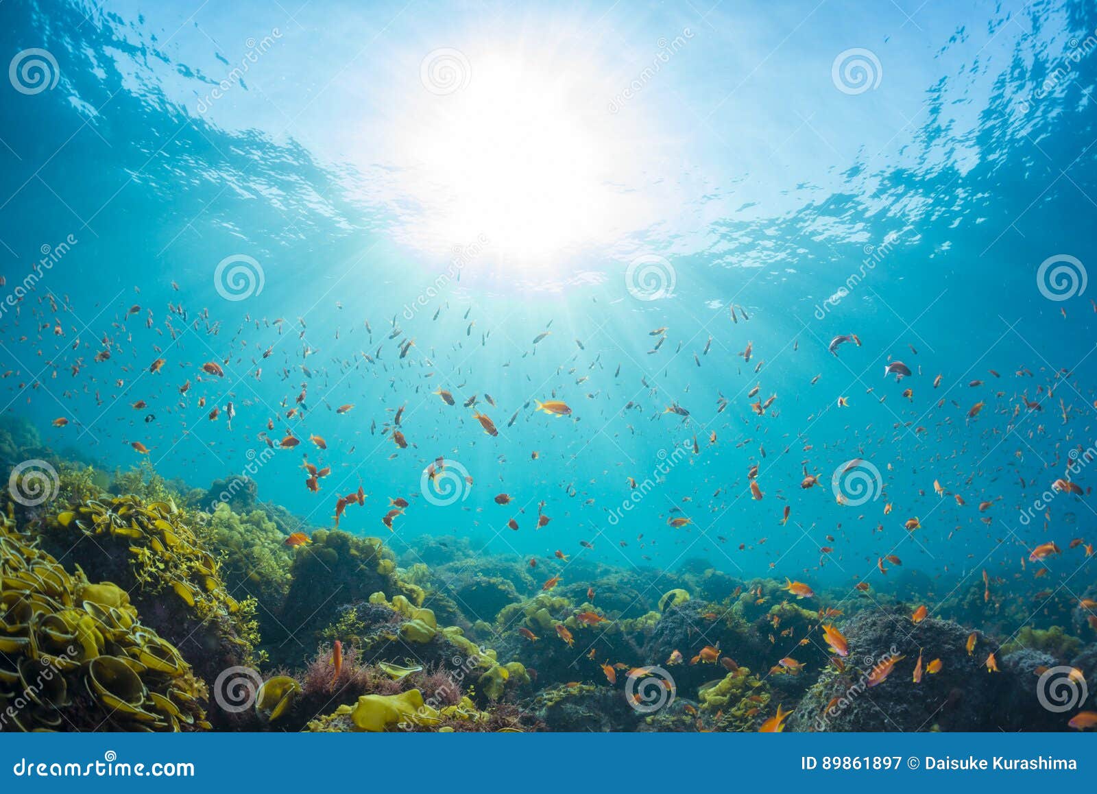Rays of Sunlight Shining into Sea, Underwater View Stock Image - Image ...