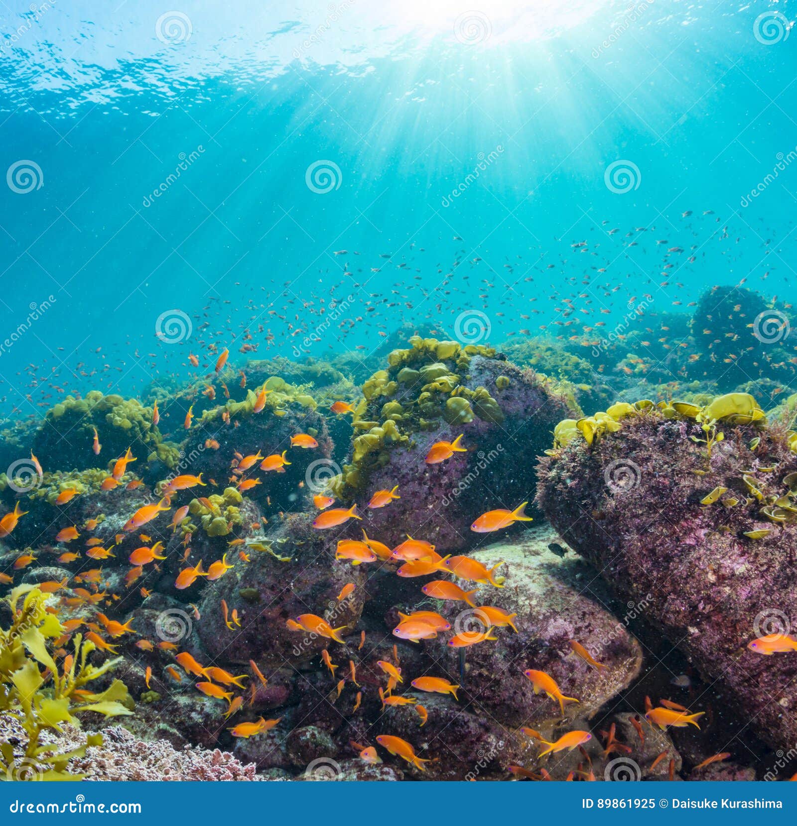 Rays of Sunlight Shining into Sea, Underwater View Stock Image - Image ...