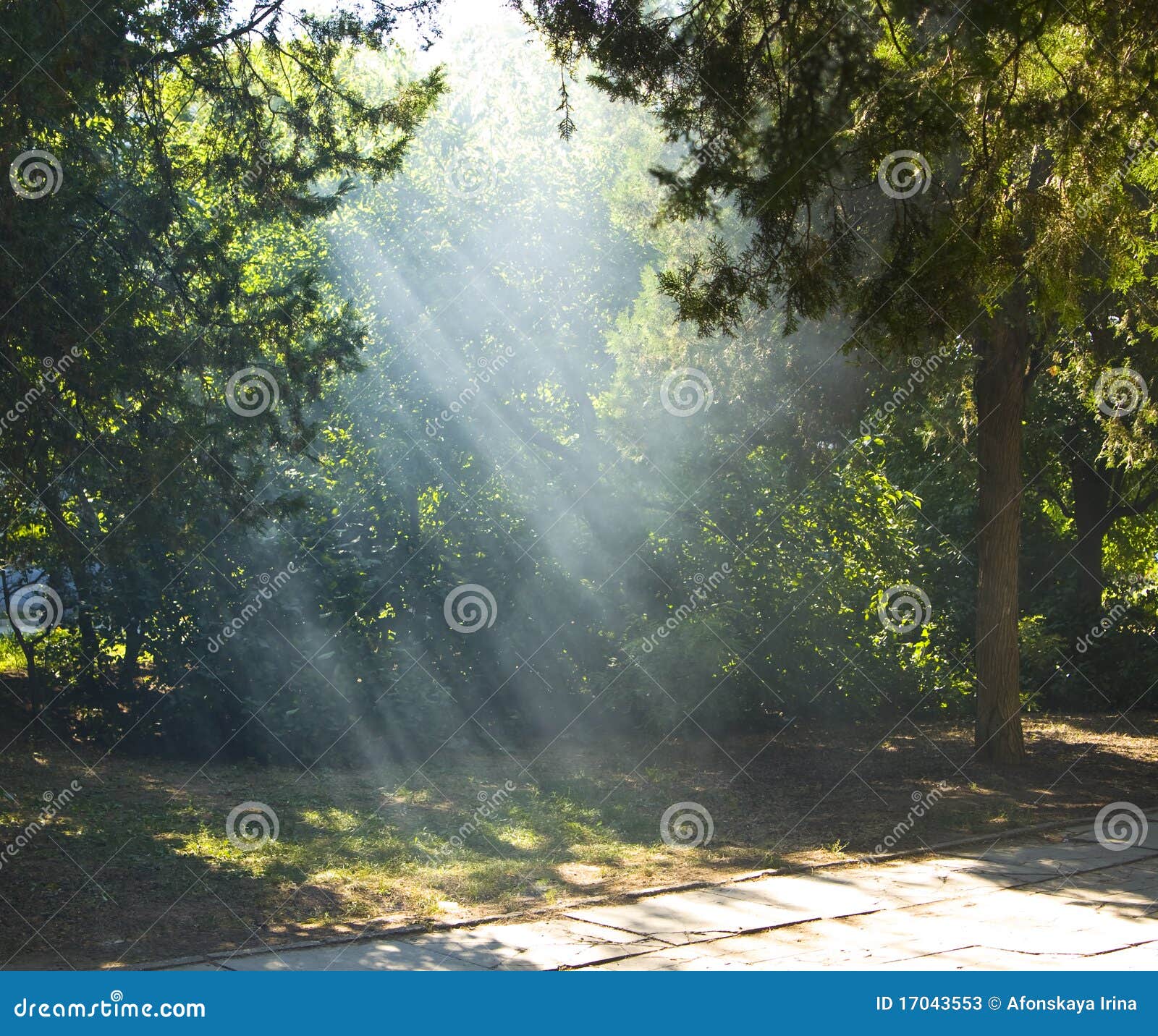 Rays of Sunlight through Tree Branches Stock Image - Image of branch ...