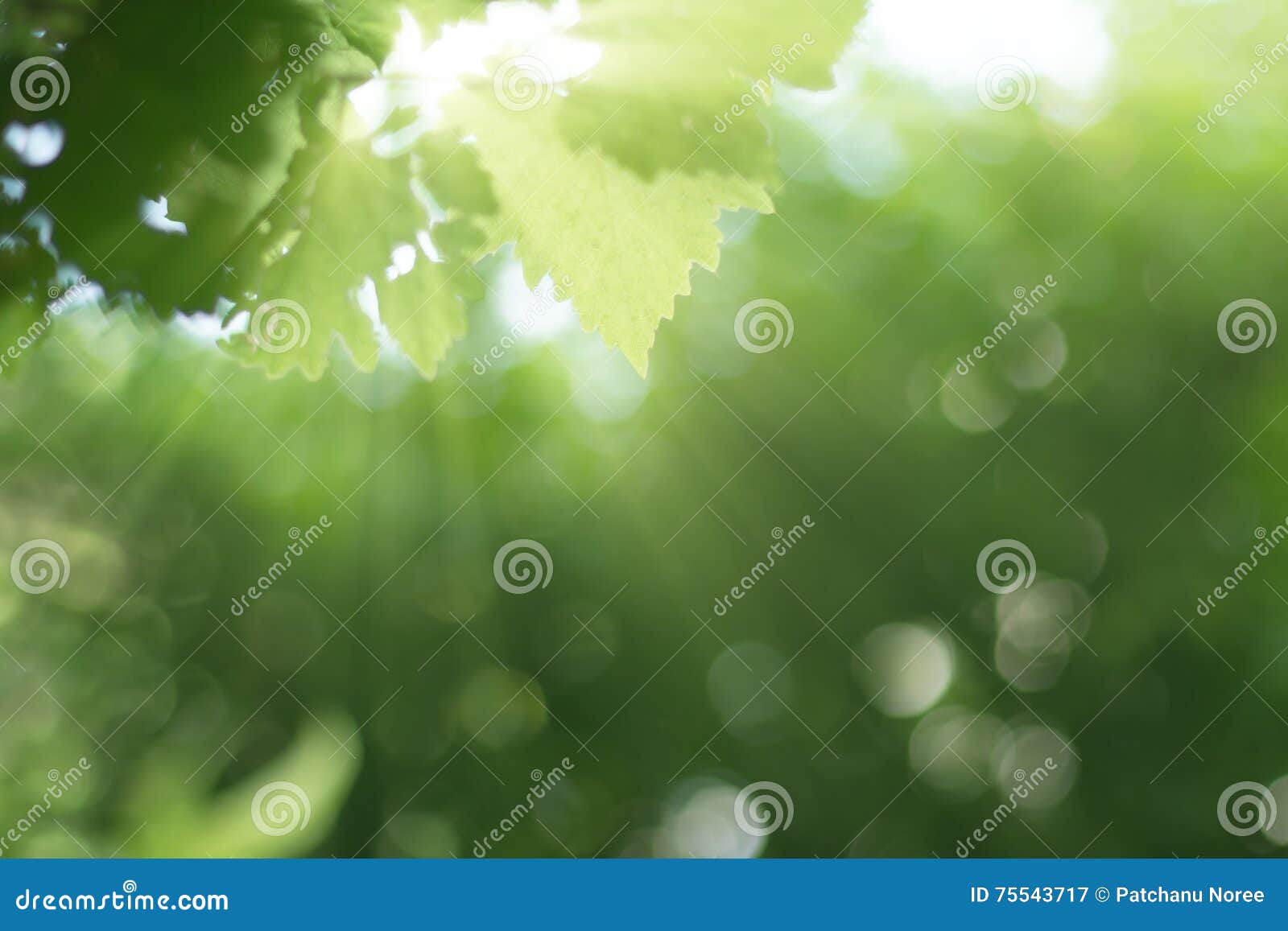 Rays Sunrise with Green Plant Blurred Background Stock Image - Image of ...