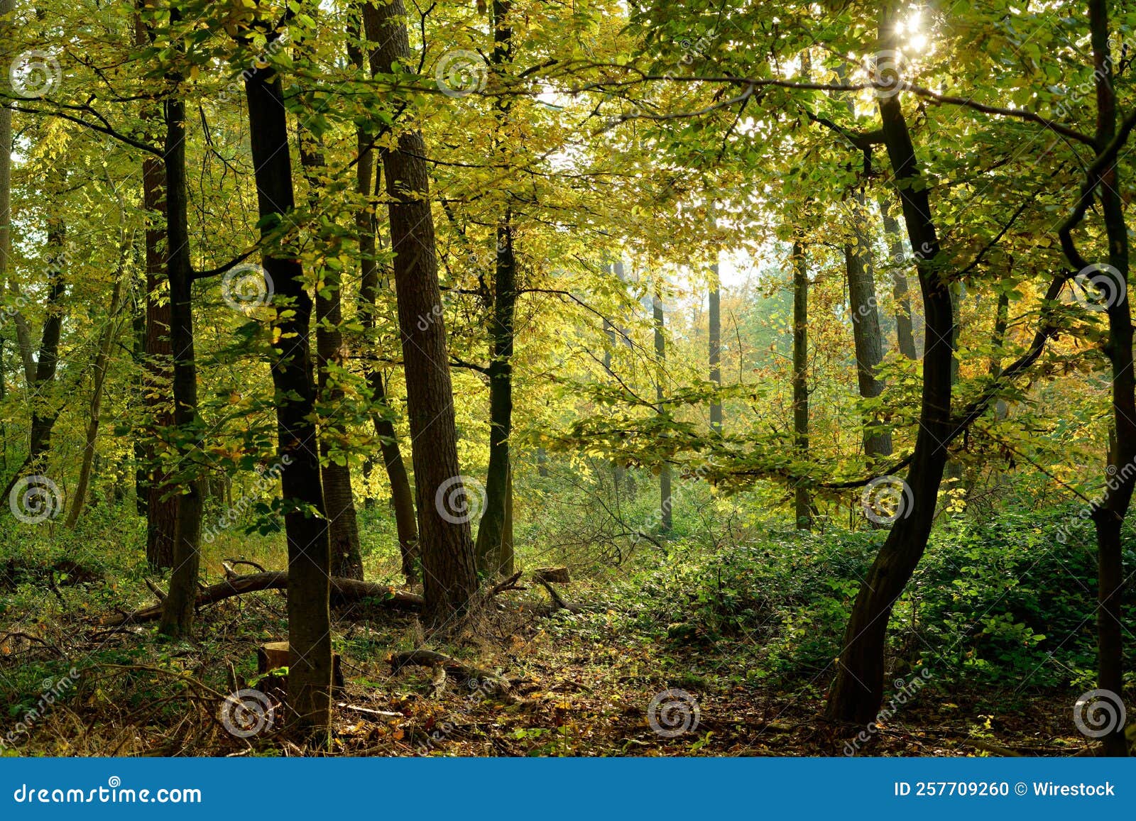 Rays of Sunset Sun Passing through a Dense, Magical Forest Stock Photo ...