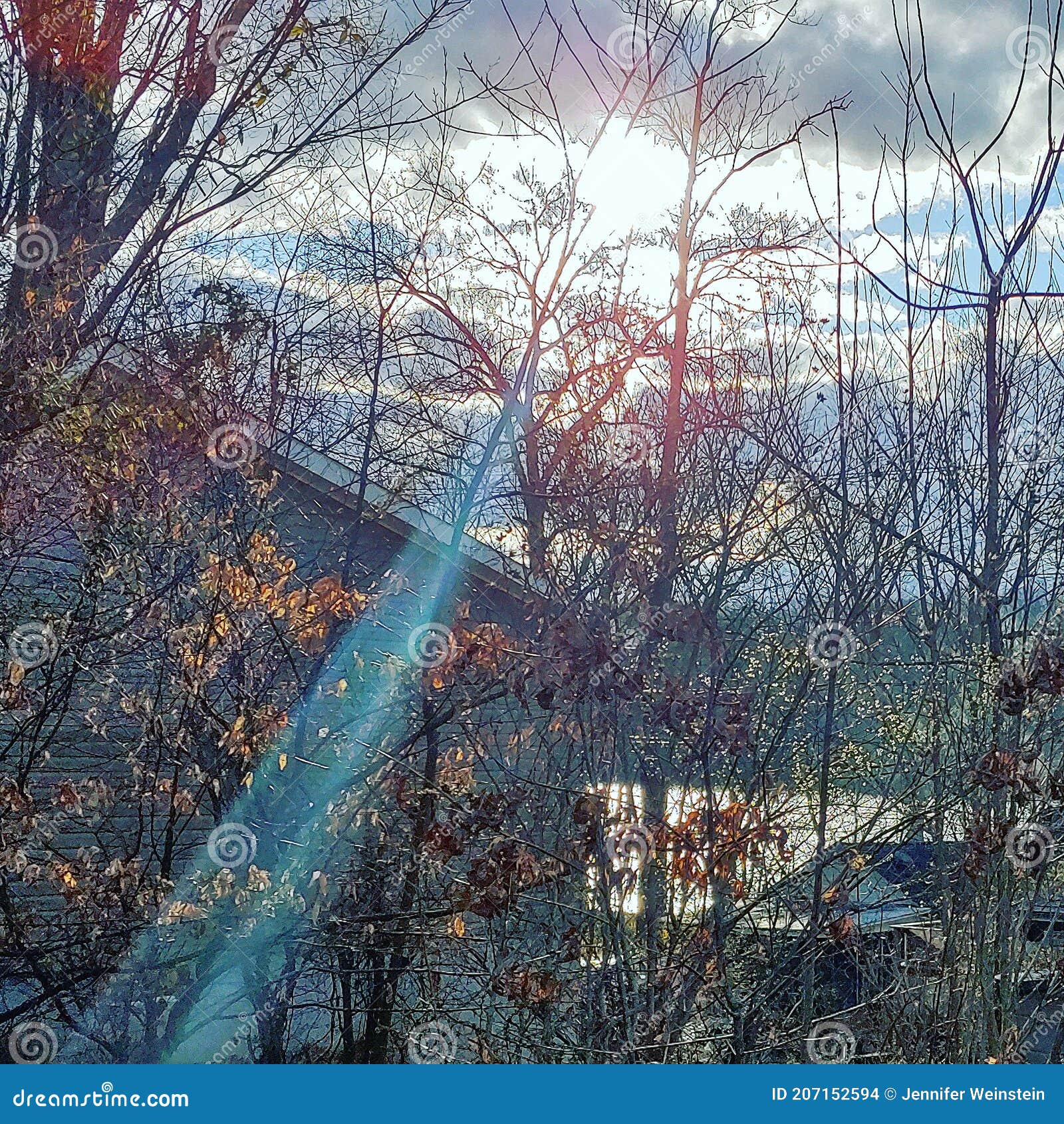 Rays of Sunshine stock photo. Image of rays, plant, branch - 207152594