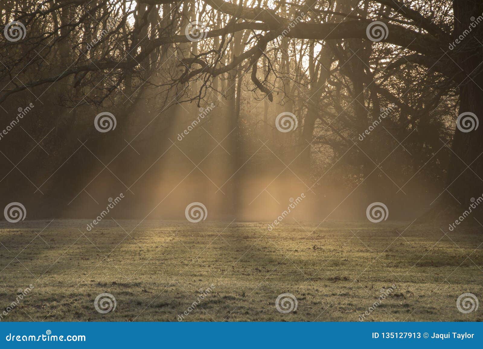 Misty rays of sunshine stock image. Image of misty, common - 135127913