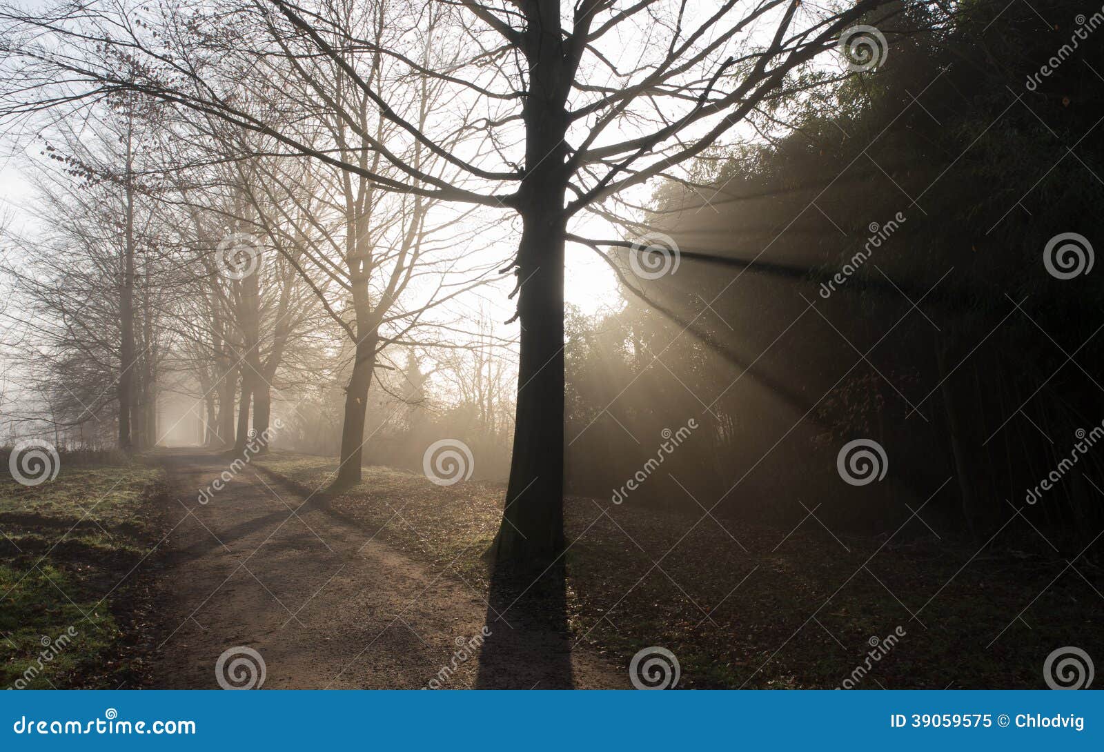 Rays of Sunshine Clearing the Fog Stock Image - Image of farm, cool ...