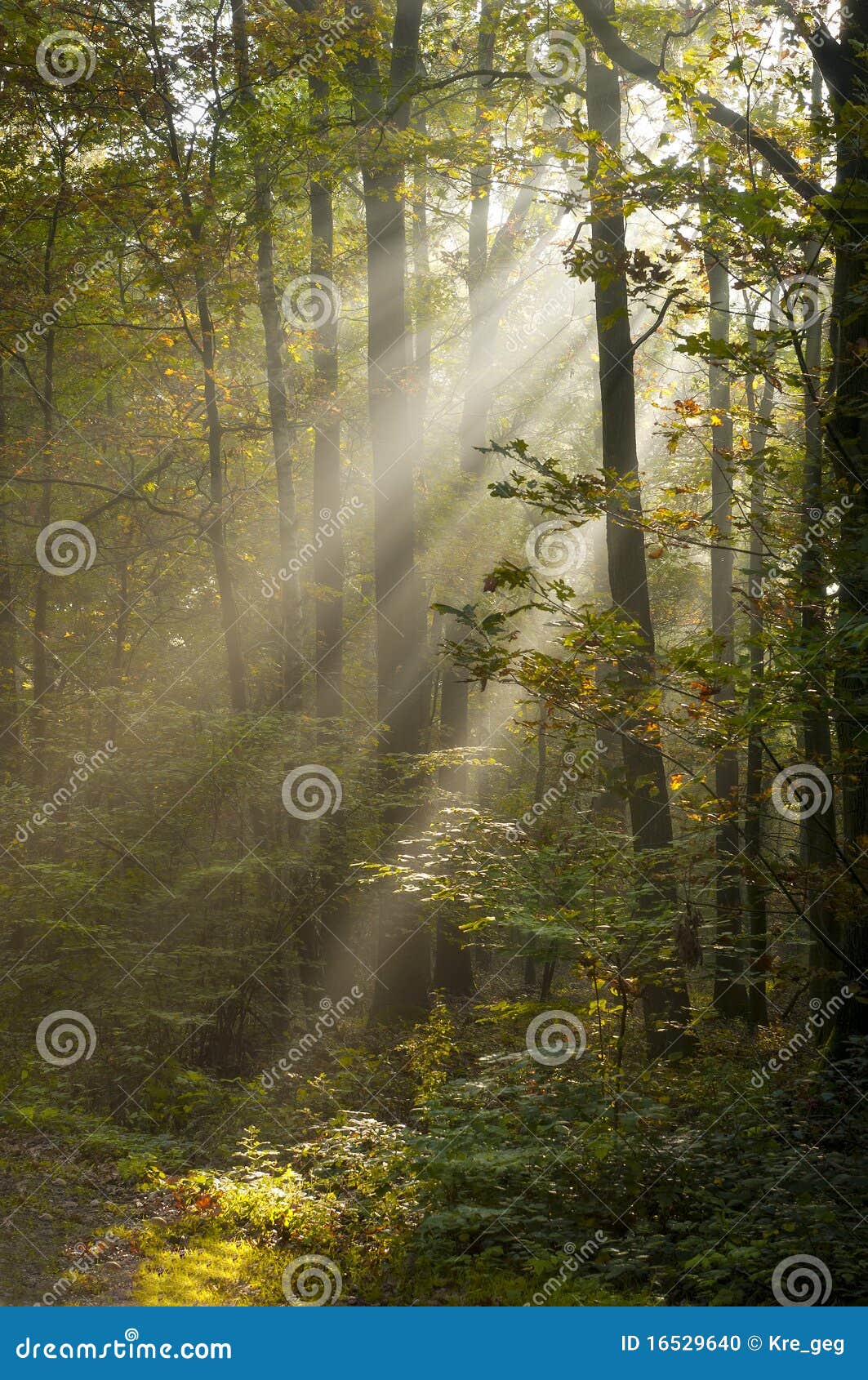 Rays of sunshine in forest stock photo. Image of sunny - 16529640