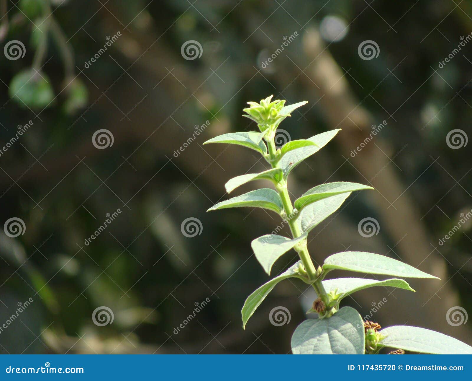 Into the rays of sunshine stock photo. Image of sunshine - 117435720
