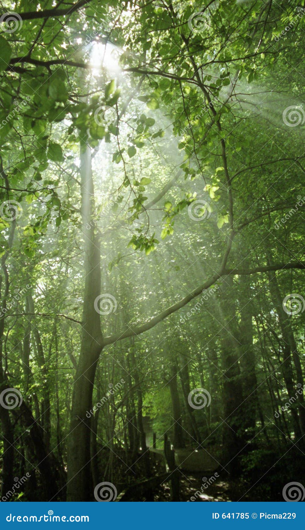Rays of sunshine in a wood stock image. Image of magic - 641785