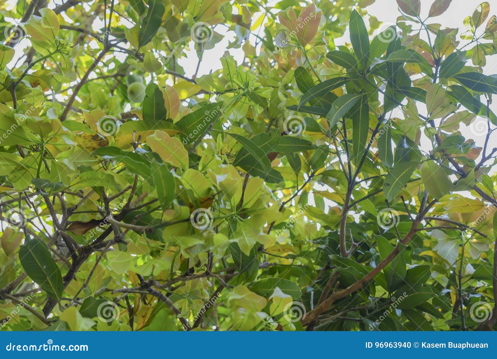 Rays Under the Mango Tree,the Light Passing through Mango Leaf Stock ...