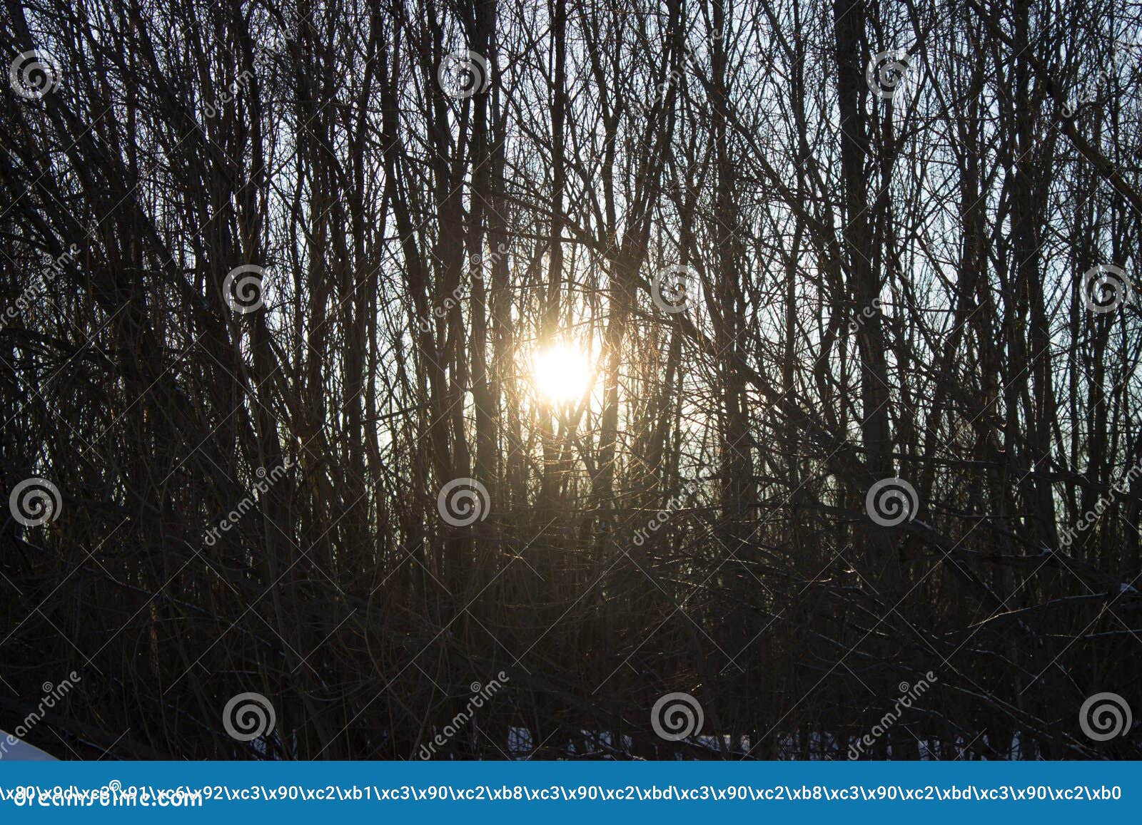 Rays of the Winter Setting Sun through the Trees Stock Photo - Image of ...