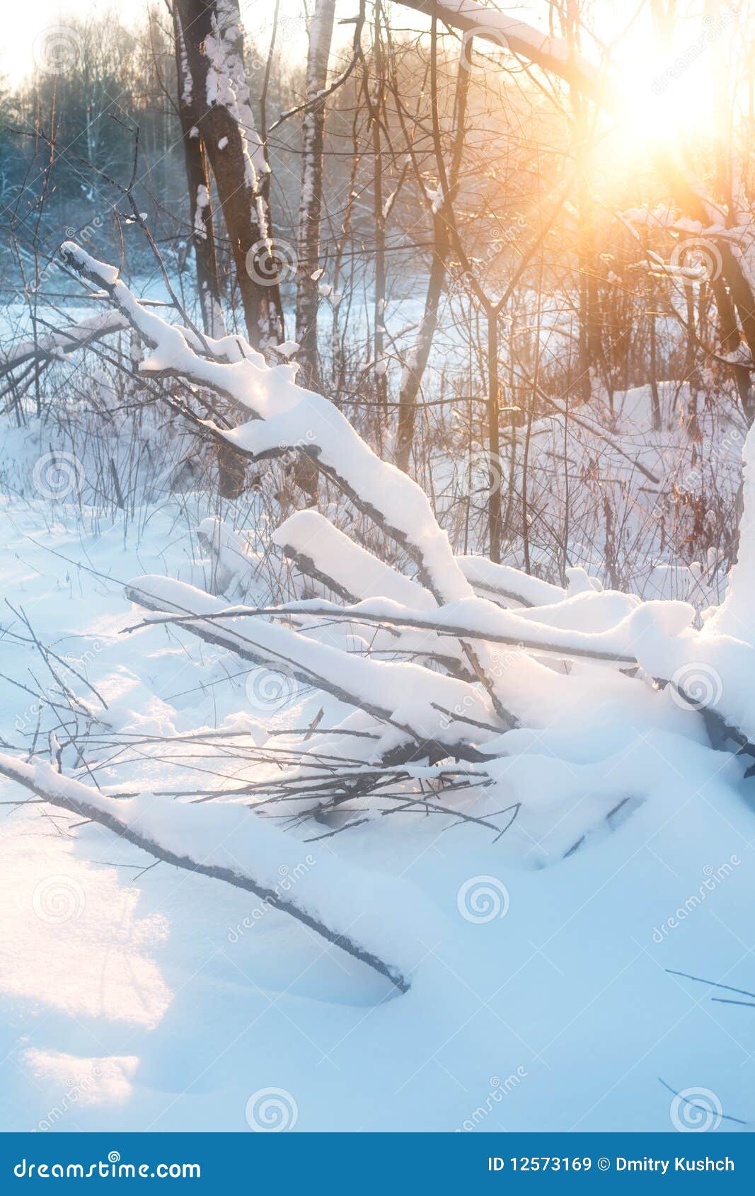 In Rays of the winter sun stock image. Image of branch - 12573169