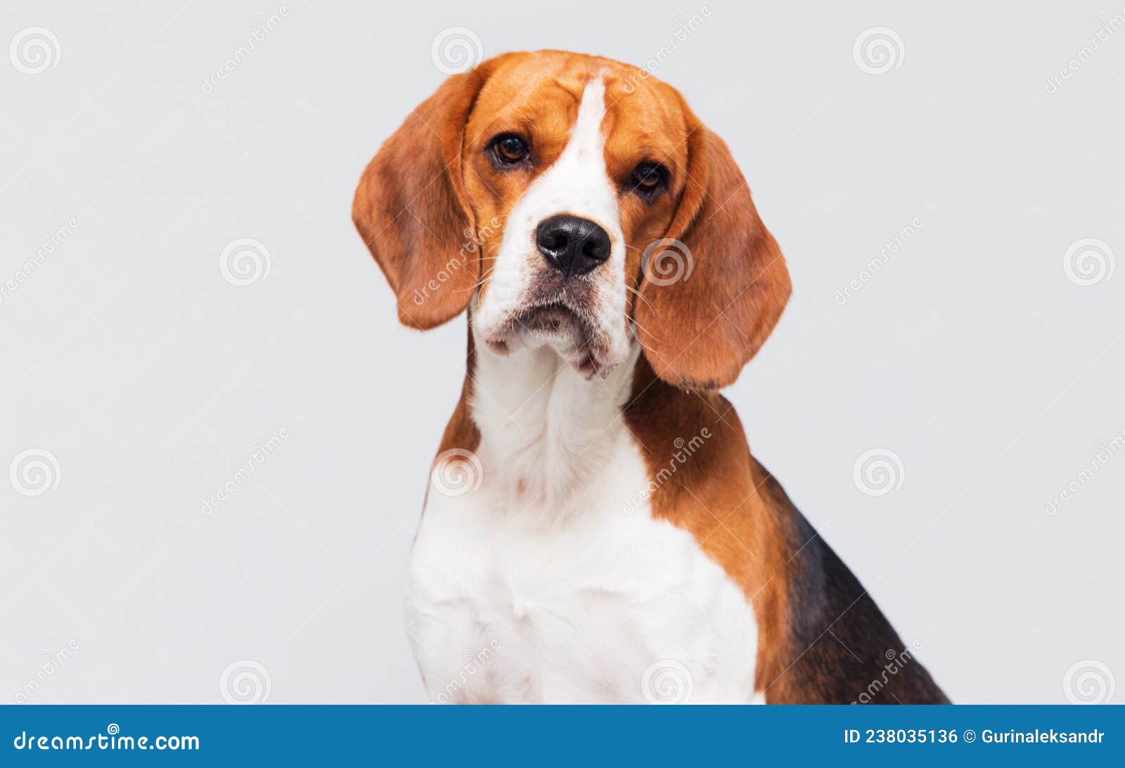 Raza Beagle Con Aspecto De Perro De Cara Foto de archivo - Imagen de ...