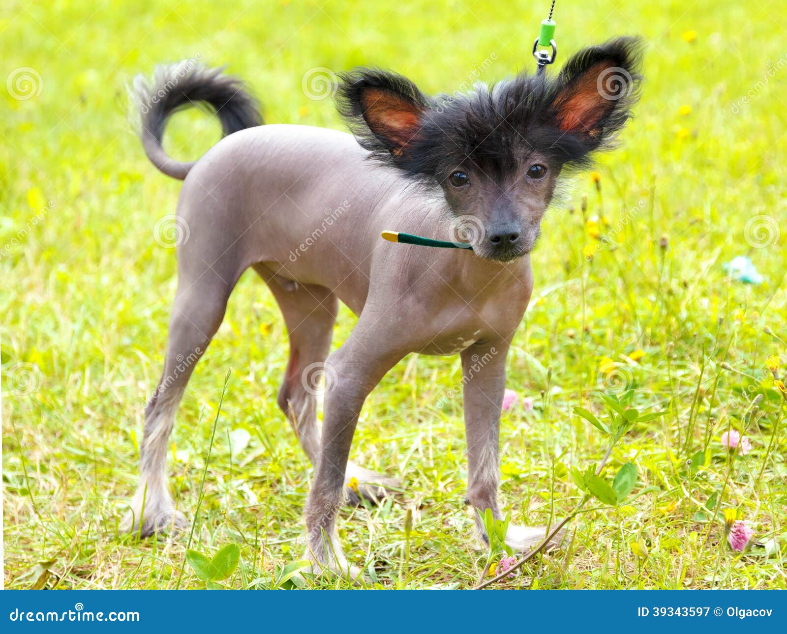 Raza Con Cresta China Del Perro Del Perro Imagen de archivo - Imagen de ...