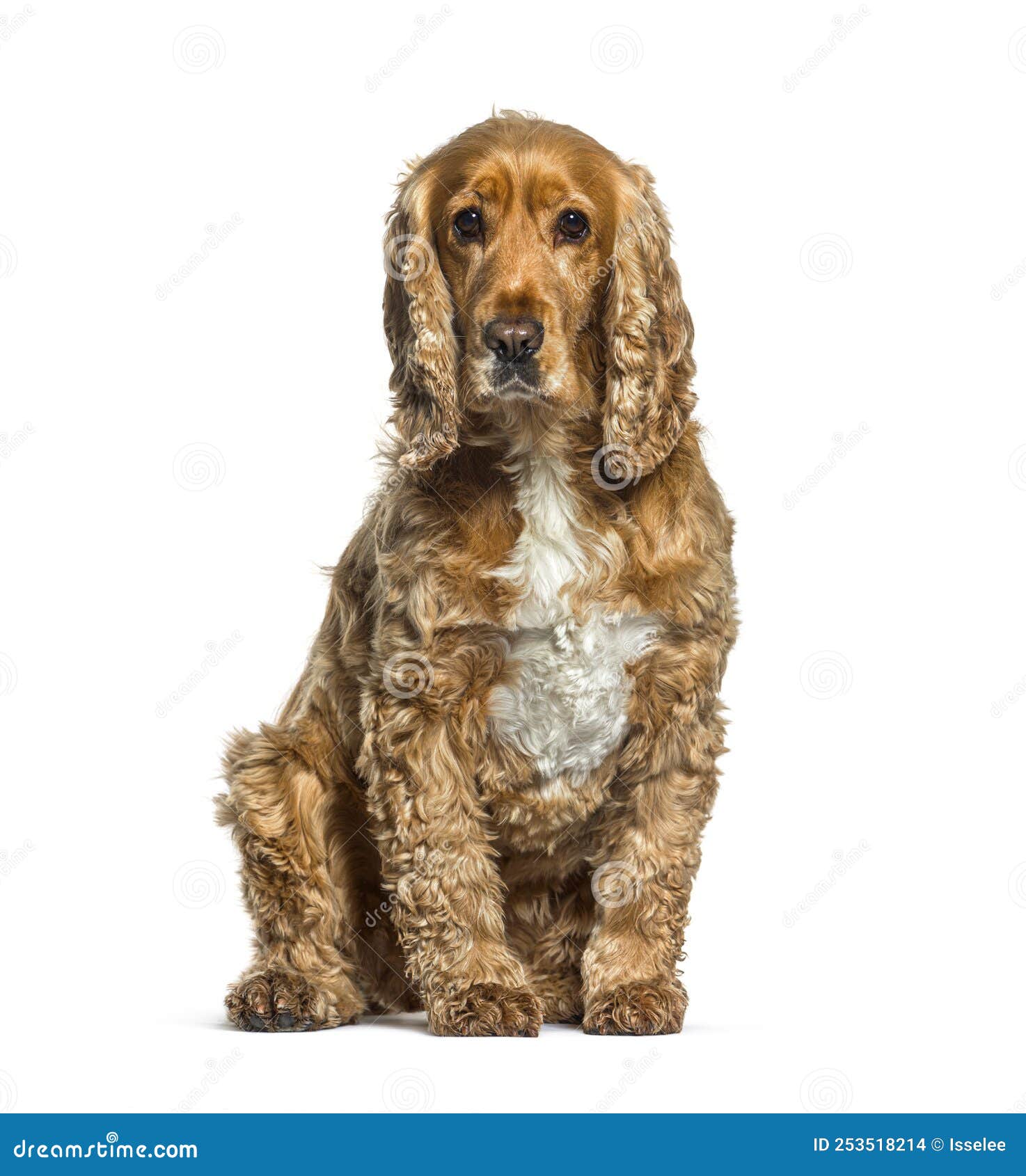 Raza De Cocker Spaniel Aislada Foto de archivo - Imagen de salir ...