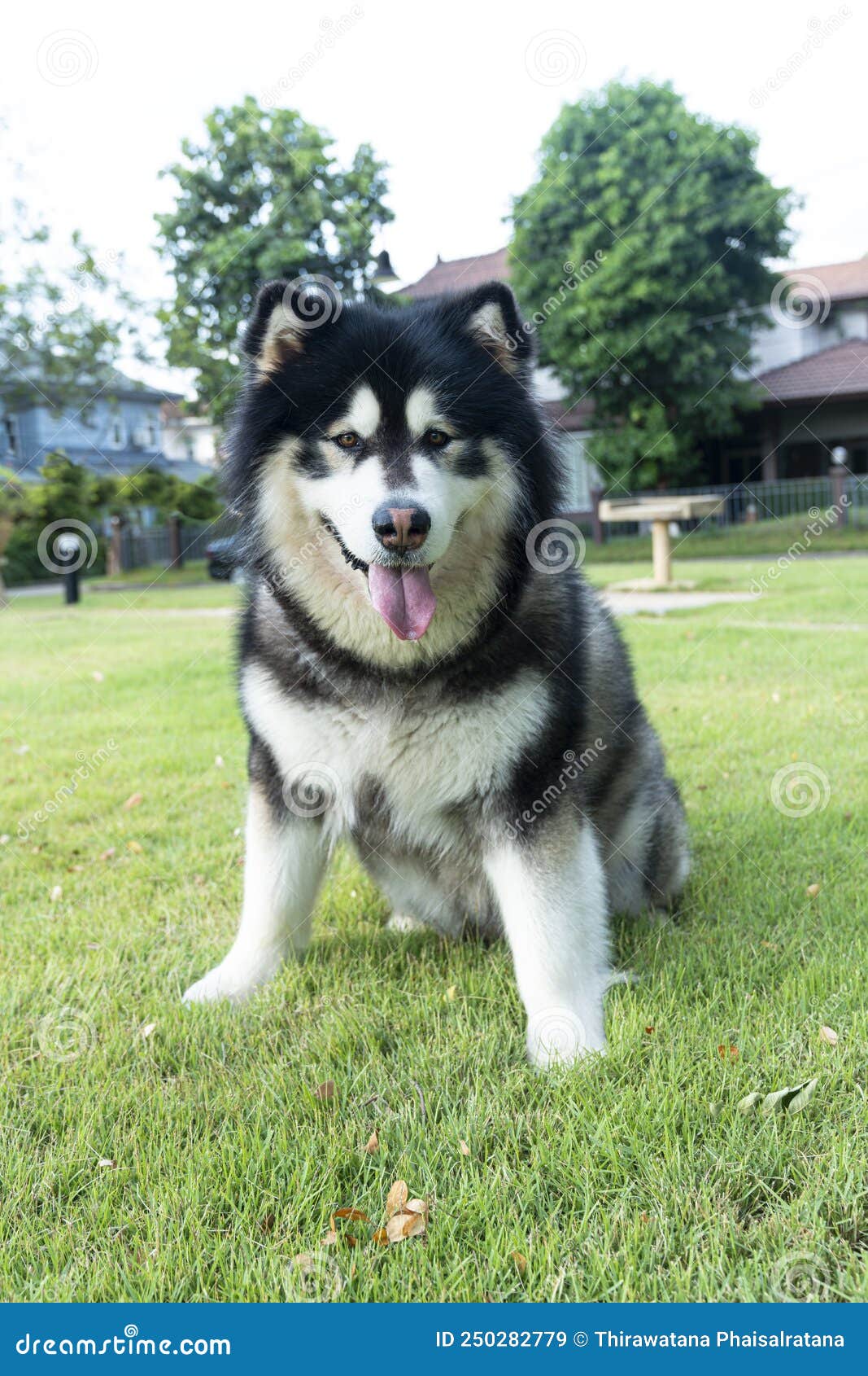 Raza De Perro De Alaska. Alaska Malamute En Un Campo Imagen de archivo ...