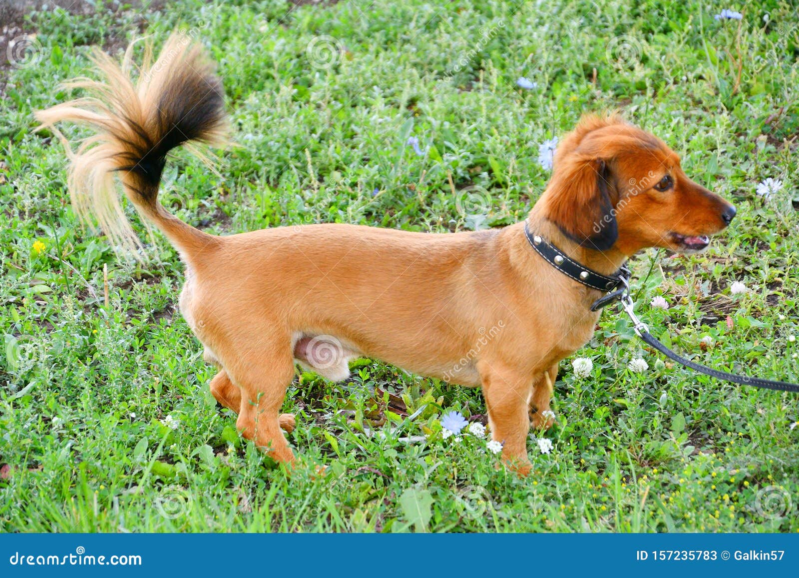 Raza de perro Dachshund imagen de archivo. Imagen de cubo - 157235783