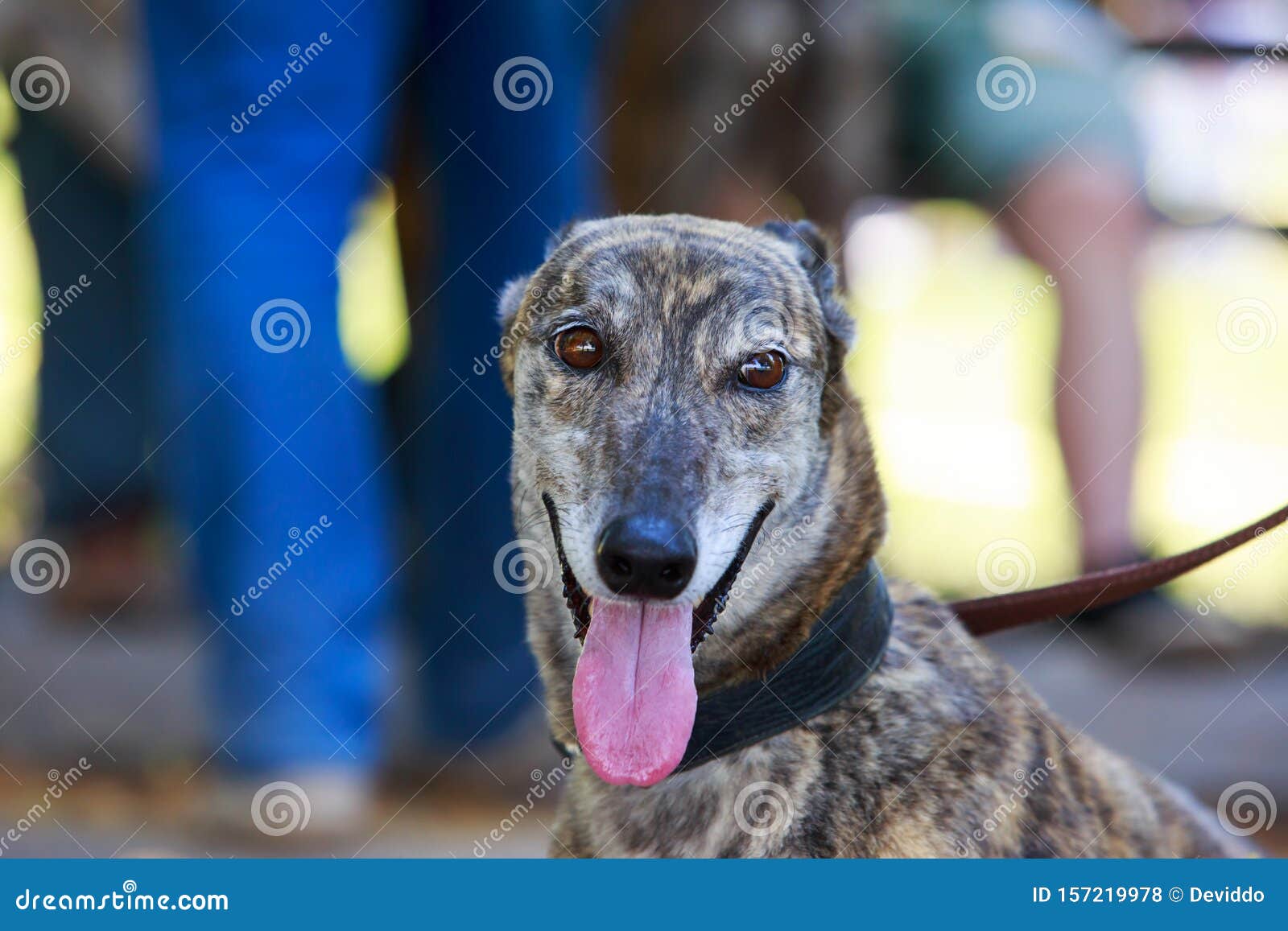 Raza de perro Greyhound foto de archivo. Imagen de lindo - 157219978