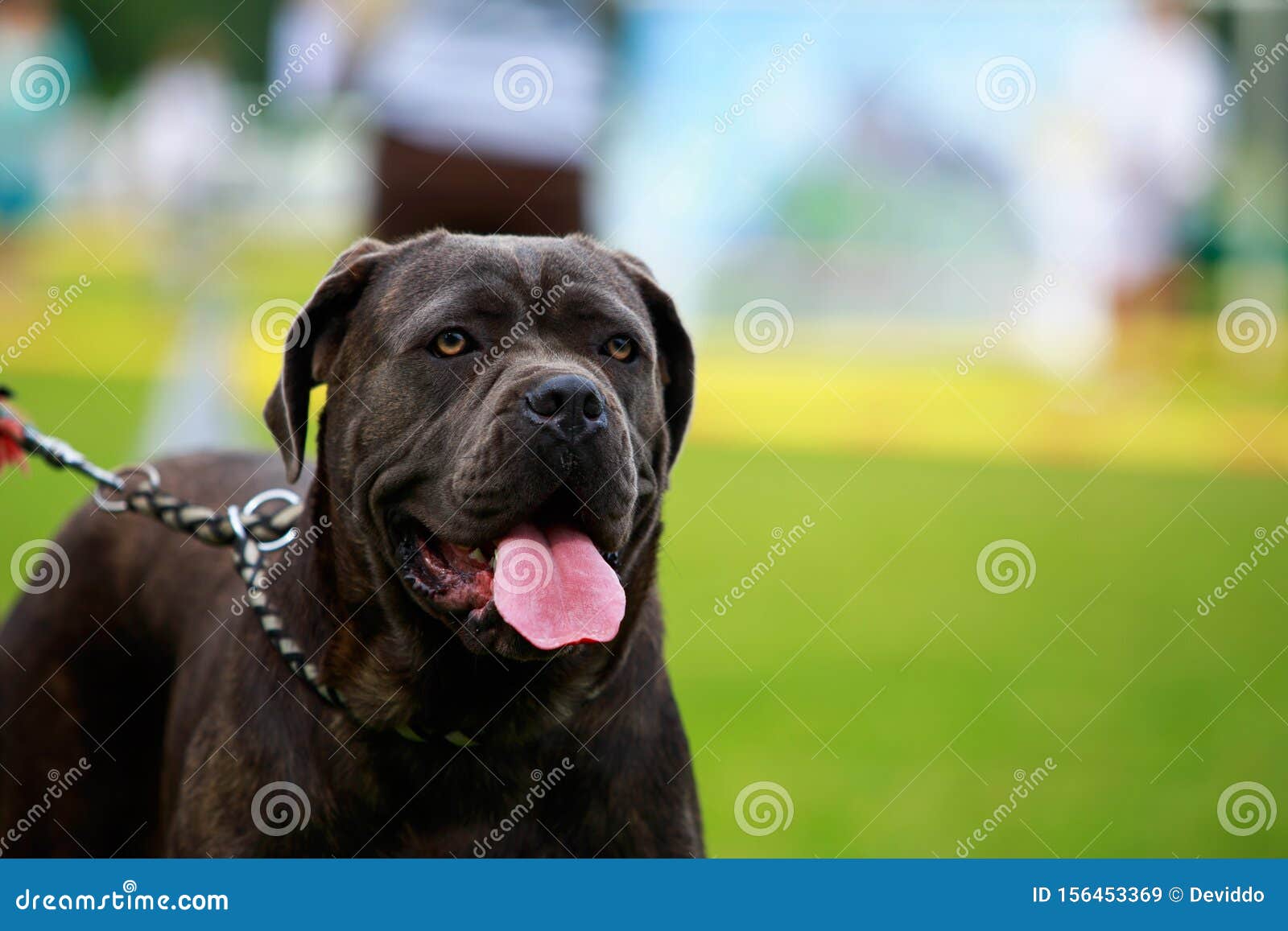 Raza De Perro Italiano Cane Corso Imagen de archivo - Imagen de abierto ...