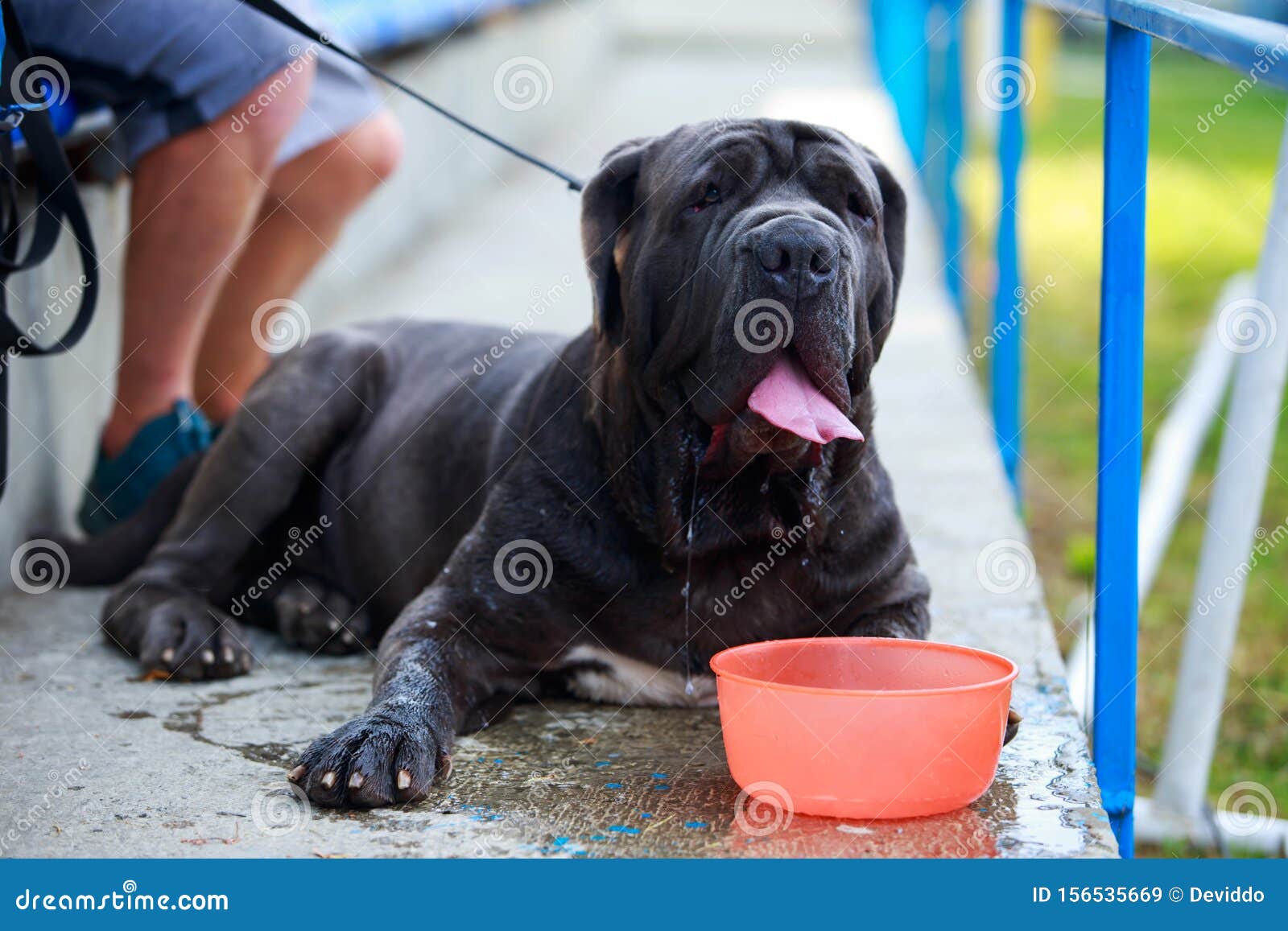 Raza De Perro Italiano Cane Corso Imagen de archivo - Imagen de fondo ...