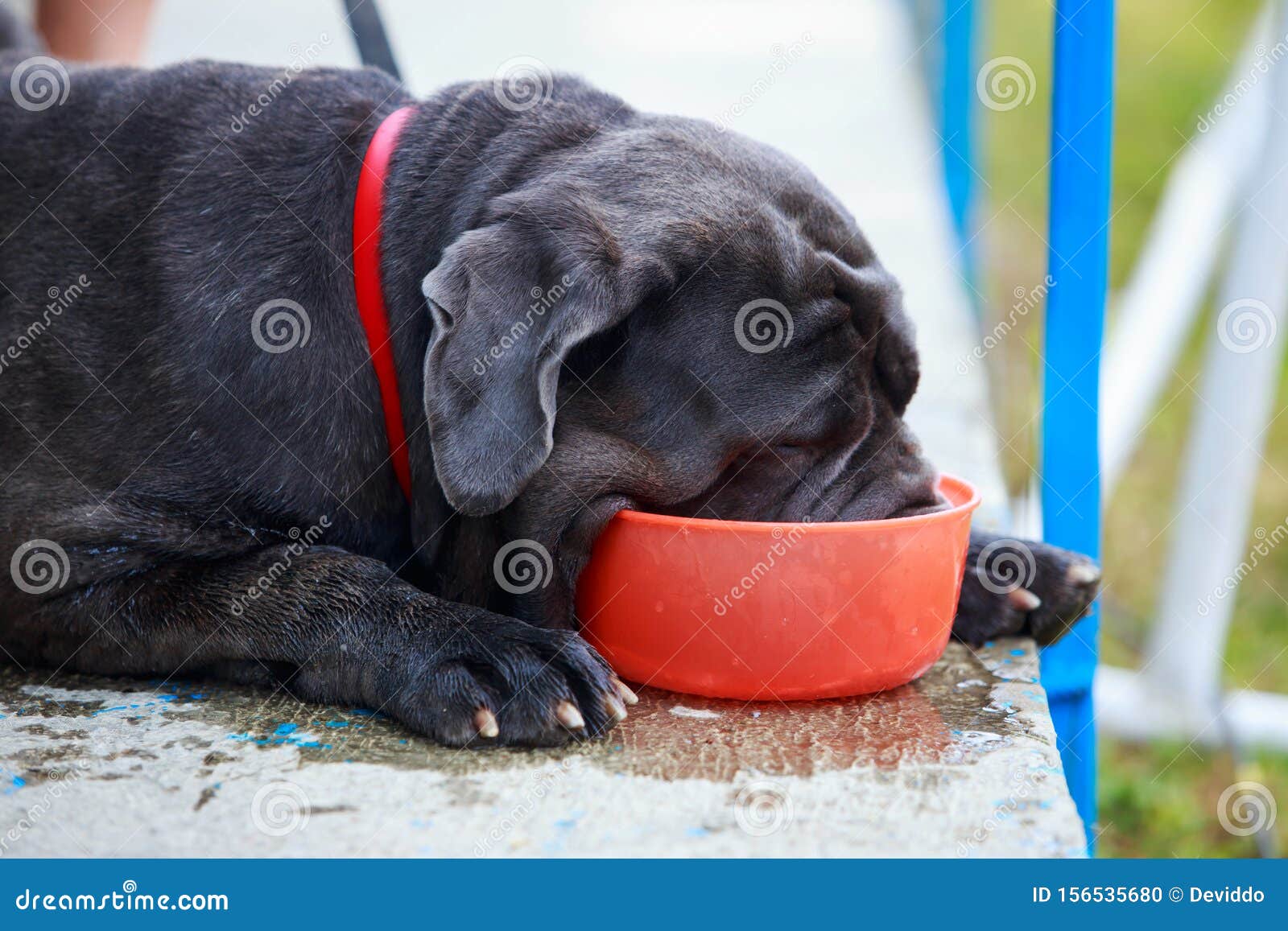 Raza De Perro Italiano Cane Corso Foto de archivo - Imagen de aire ...