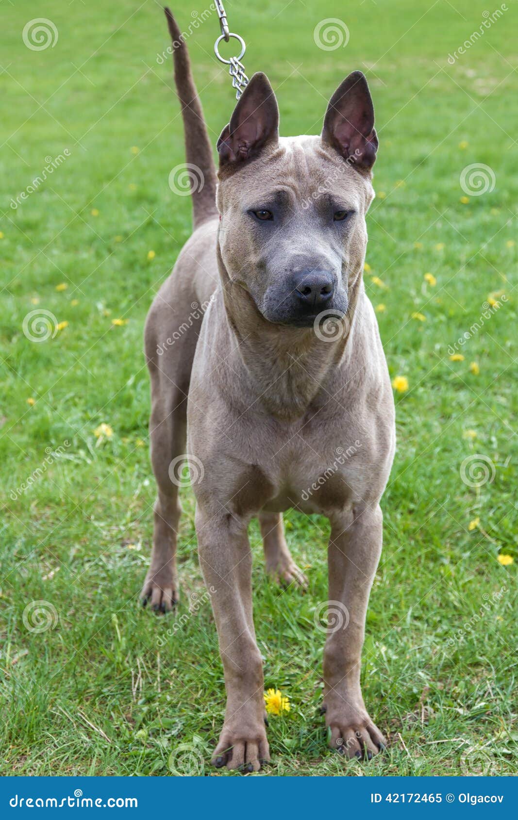 Raza De Rhodesian Ridgeback Del Perro Nacional Imagen de archivo ...