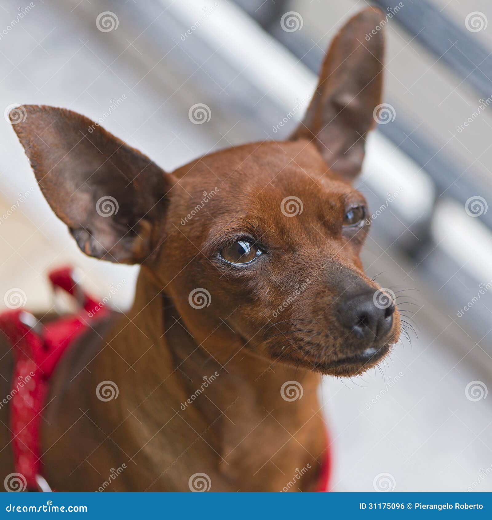 Raza del perro de Pincher foto de archivo. Imagen de retrato - 31175096