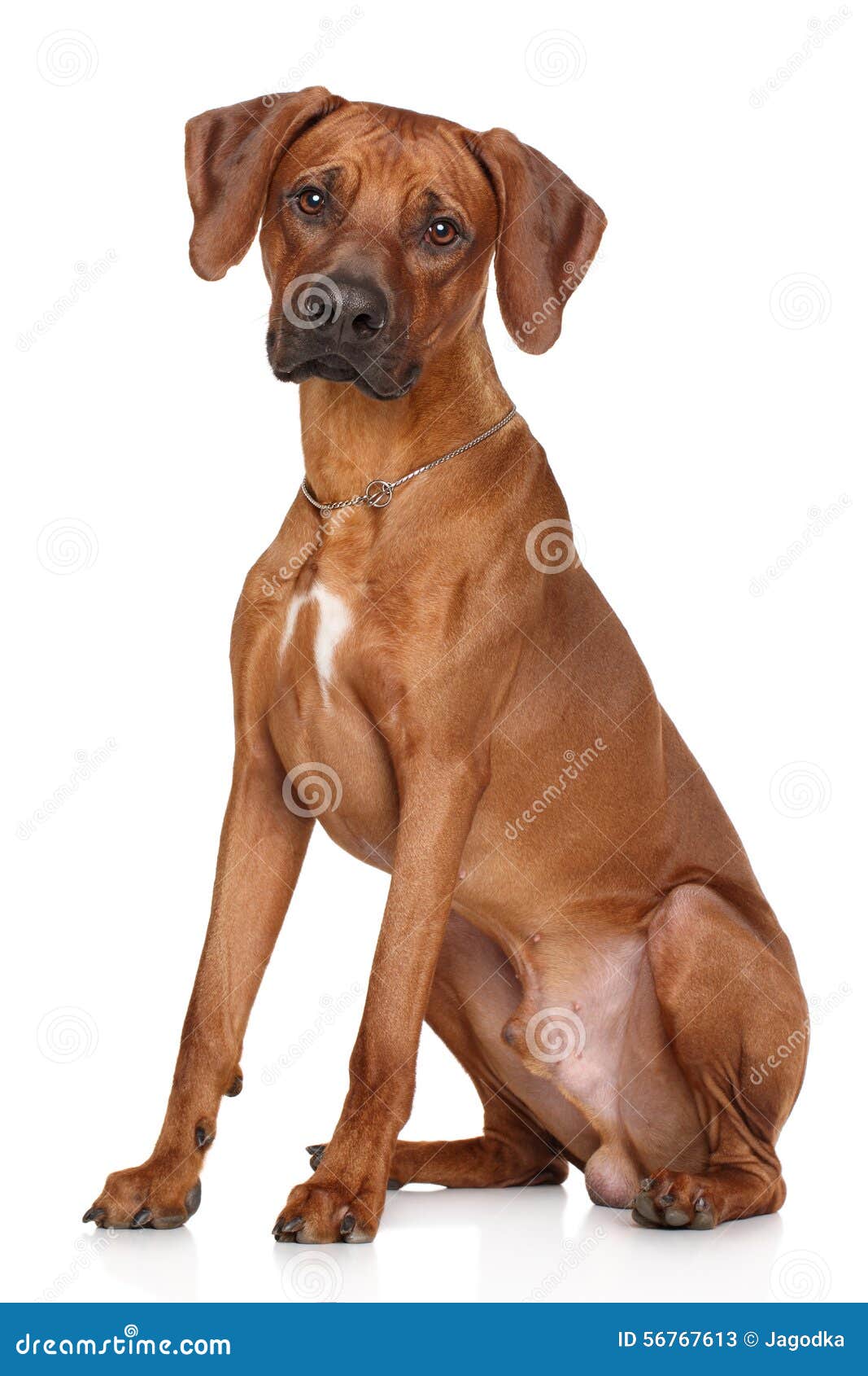 Raza Del Perro De Rhodesian Ridgeback Imagen de archivo - Imagen de ...